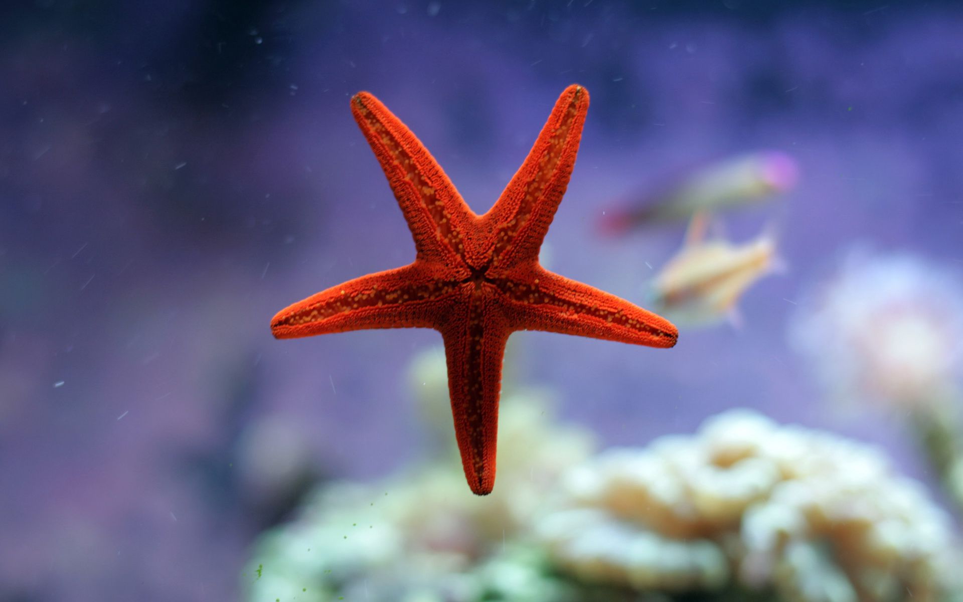 Download Animal Starfish Image