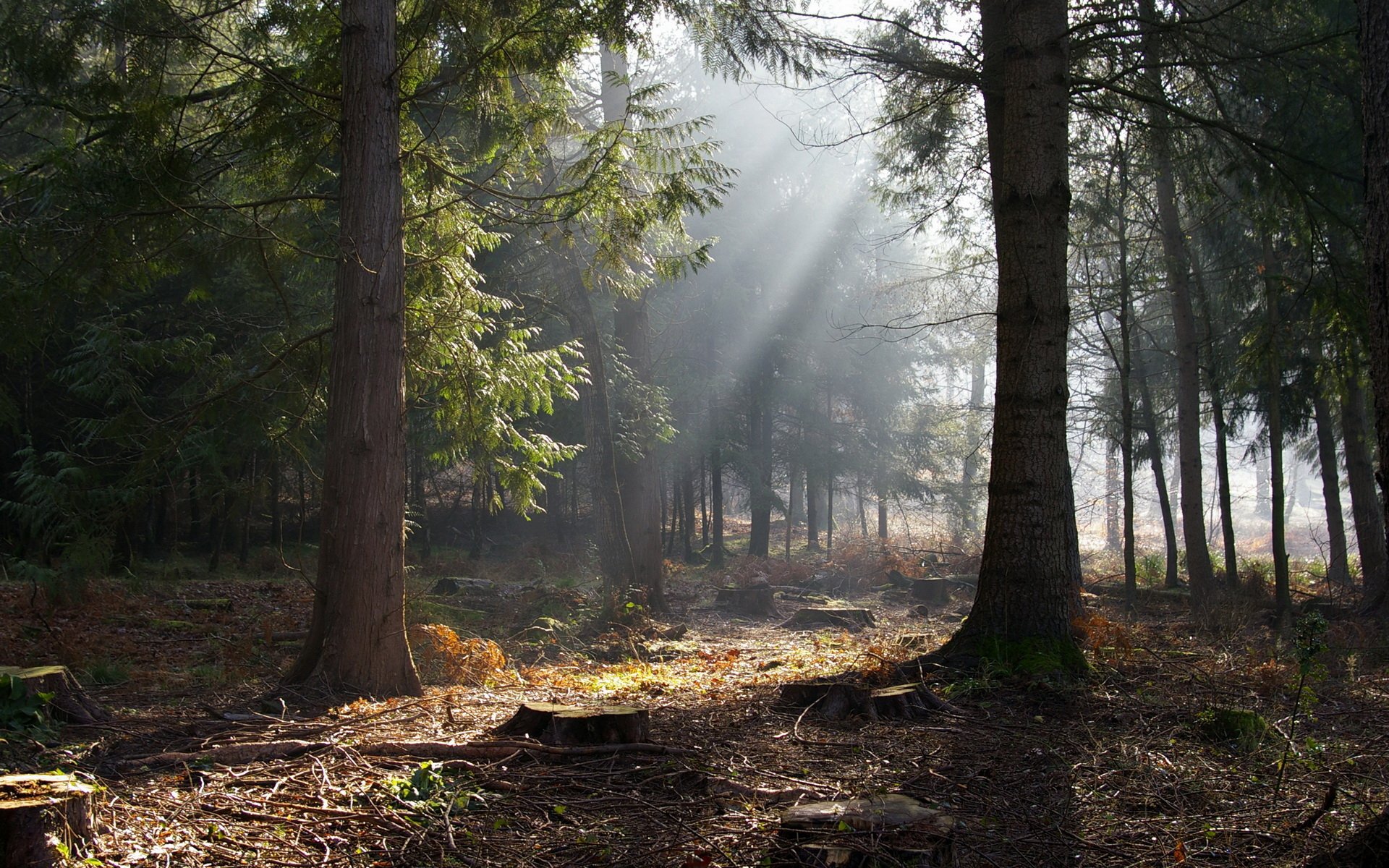 Download Nature Forest Image