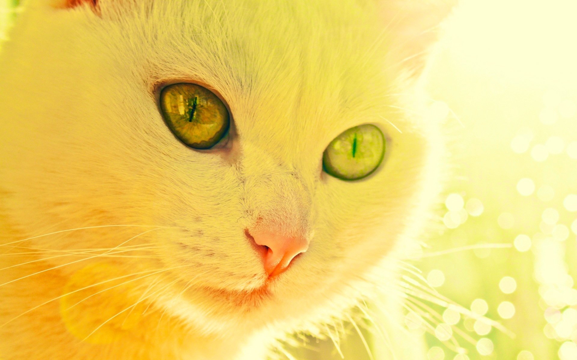 Cat Image - ID: 282157 - Image Abyss