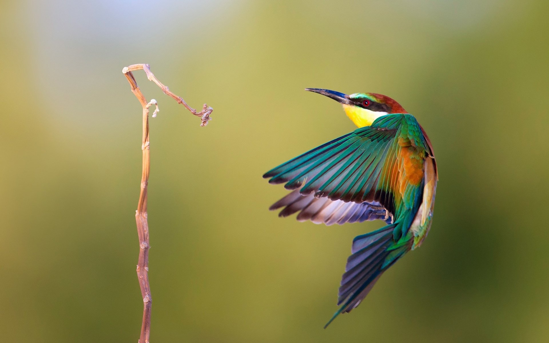 Majestic Bee-Eater Bird in Mid-Flight Splendor