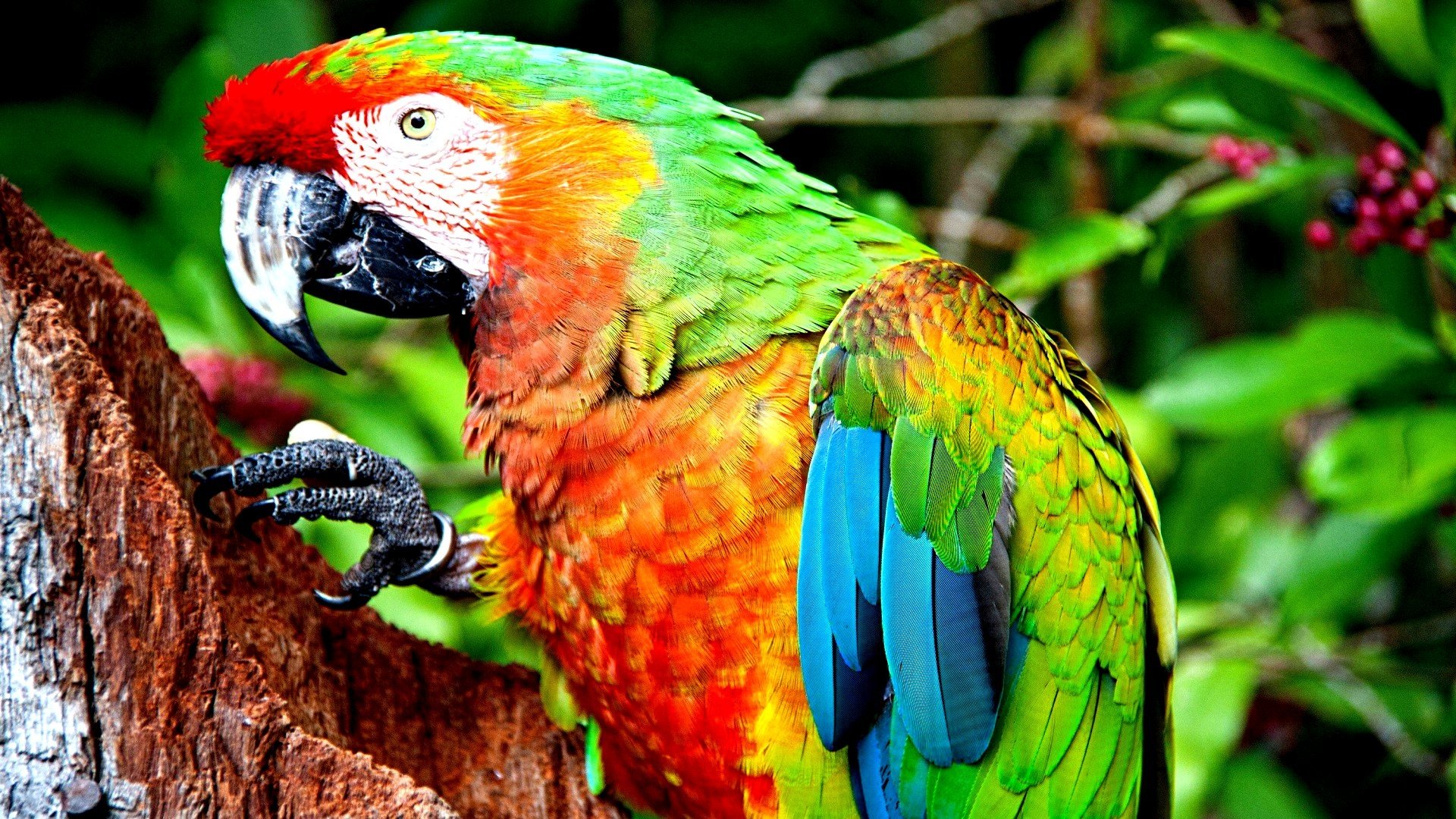 Download Animal Macaw Image
