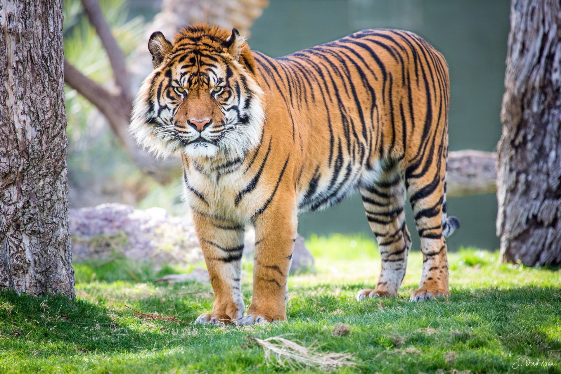 Download Animal Tiger Image