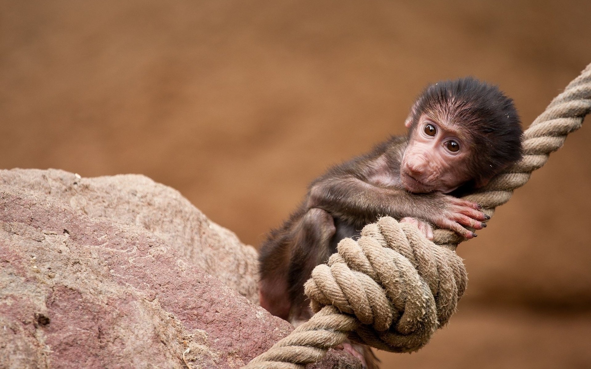 Curious Monkey Hanging Out