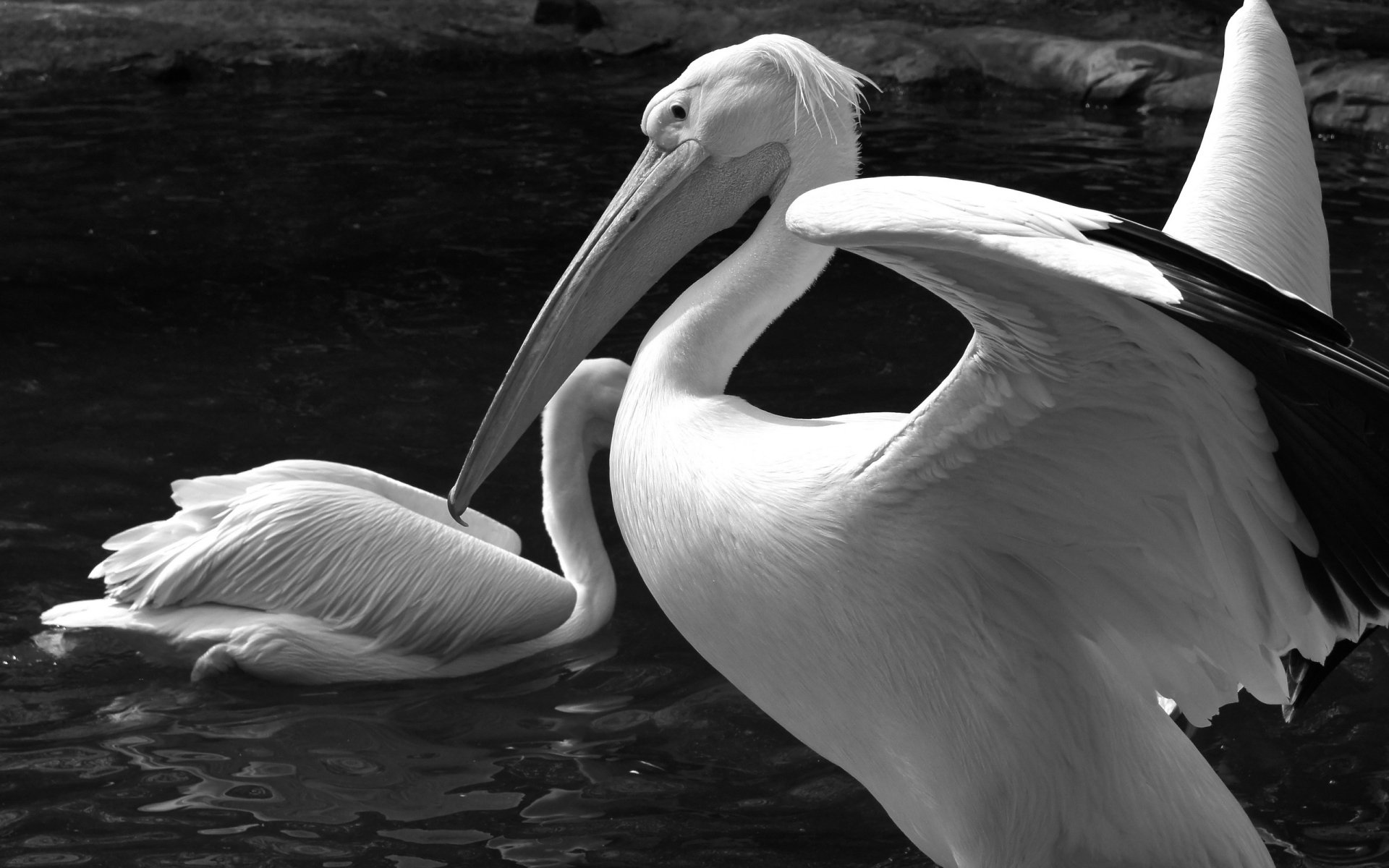 Download Animal Pelican Image