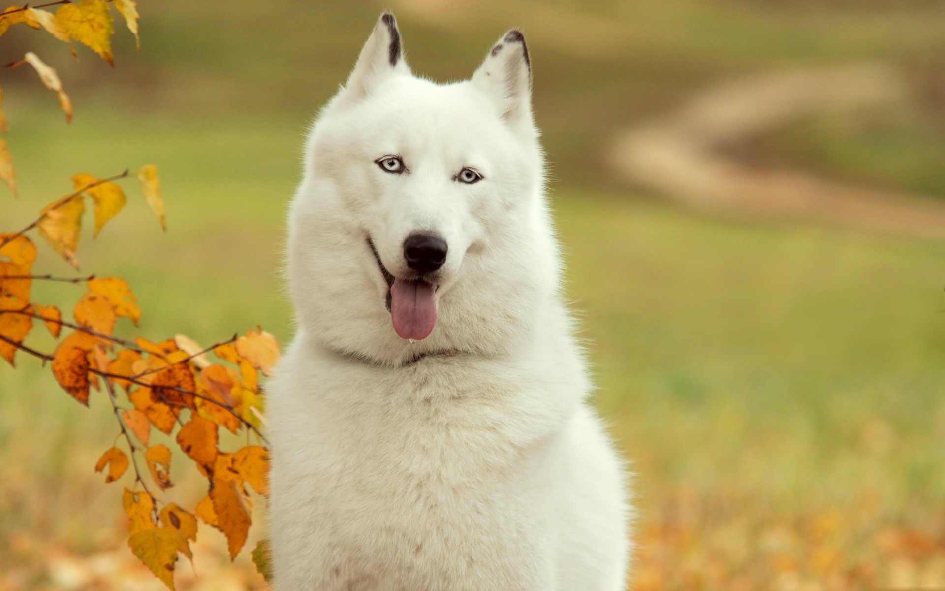 Dog Picture - Image Abyss