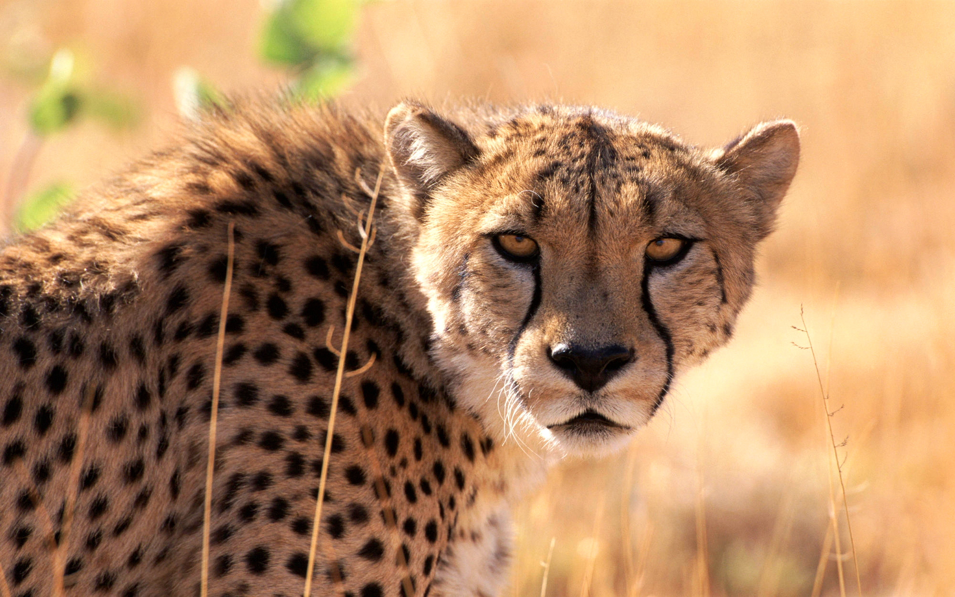 Grace in Motion: The Majestic Cheetah
