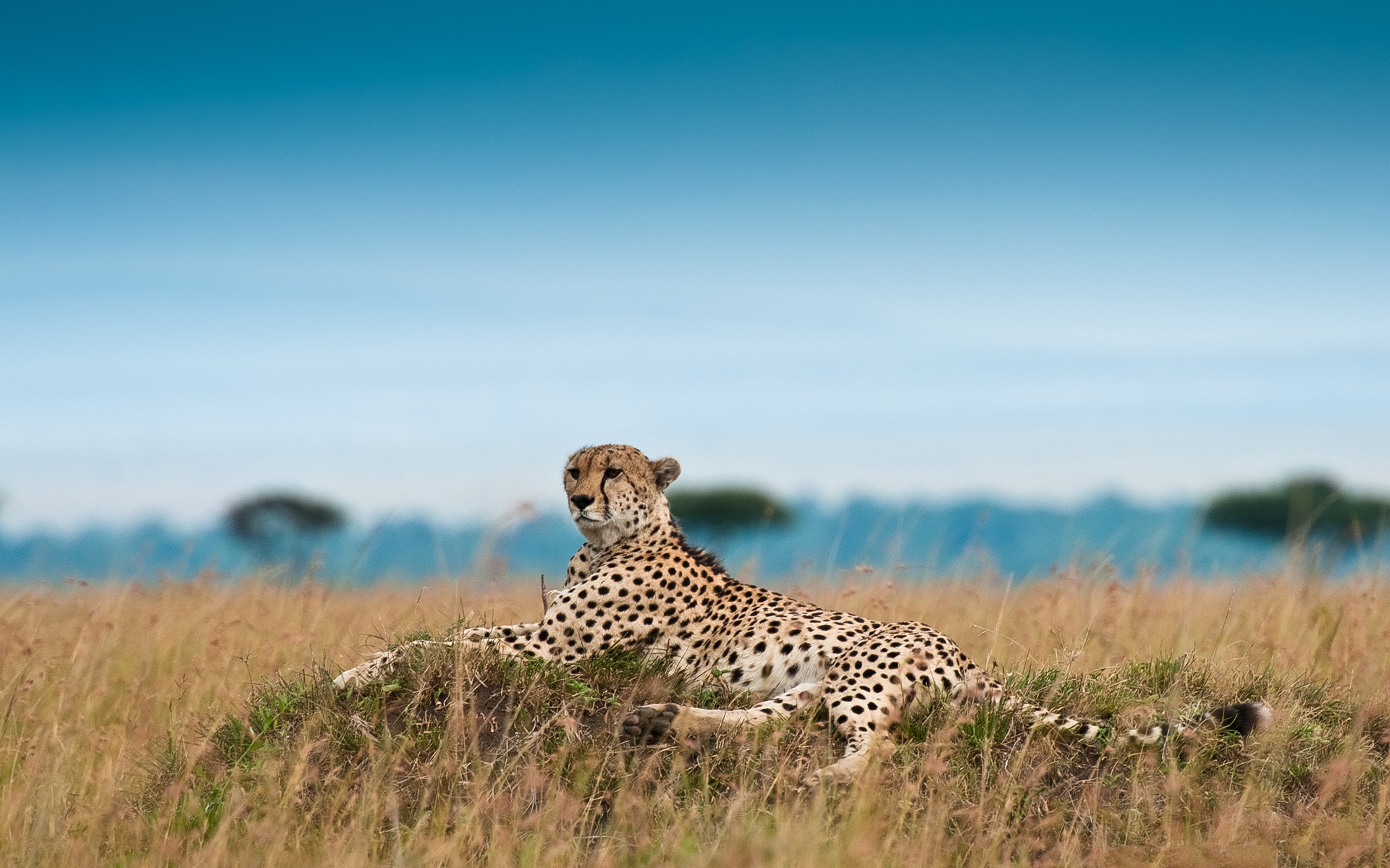 Download Animal Cheetah Image