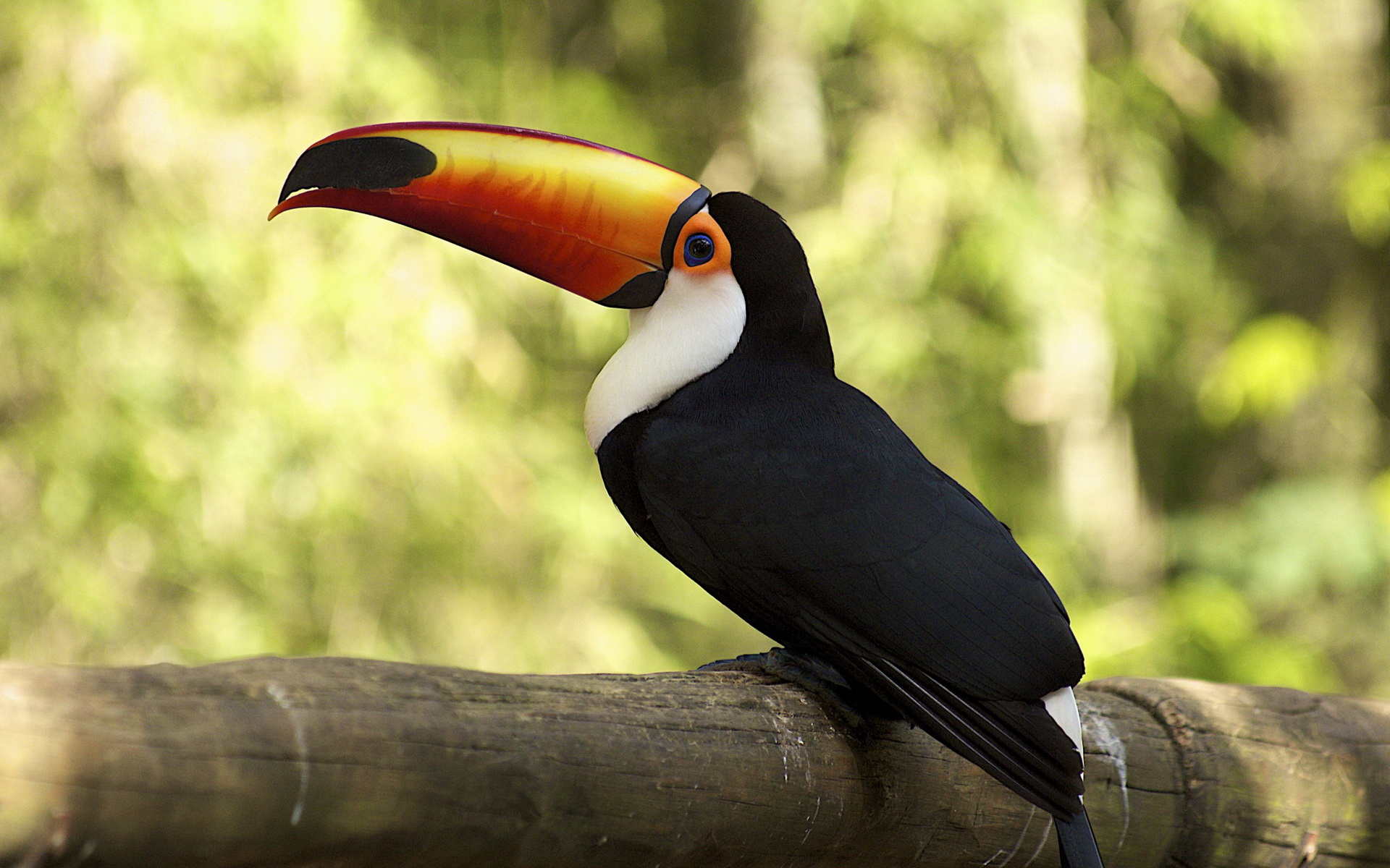 Toco toucan Picture - Image Abyss