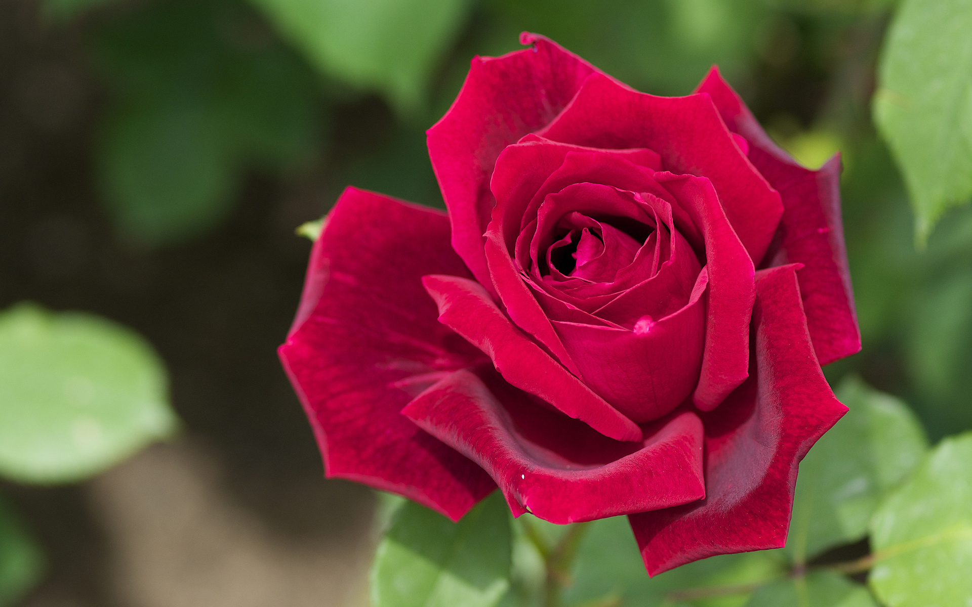 Nature's Beauty: The Elegant Rose
