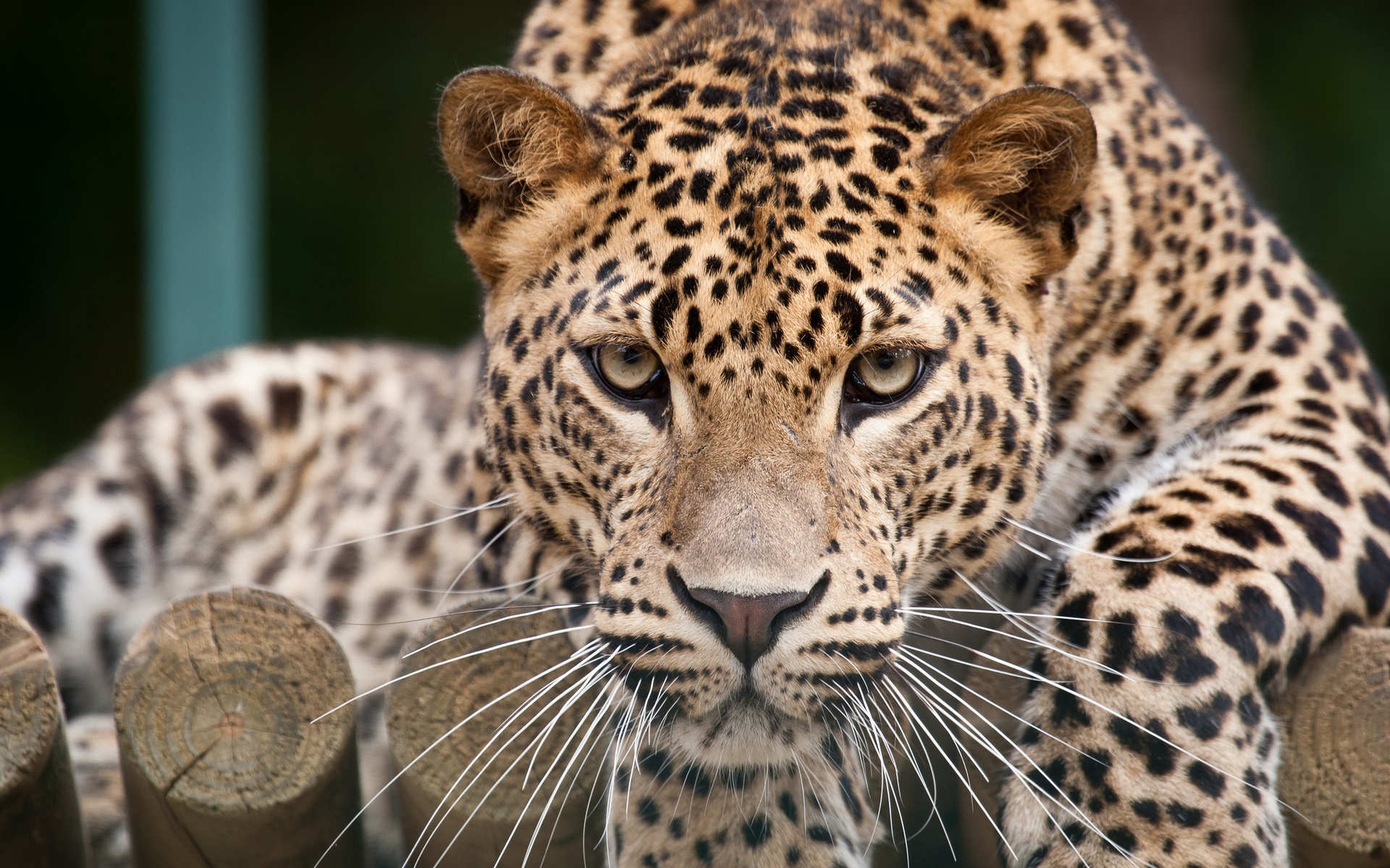 Download Animal Leopard Image