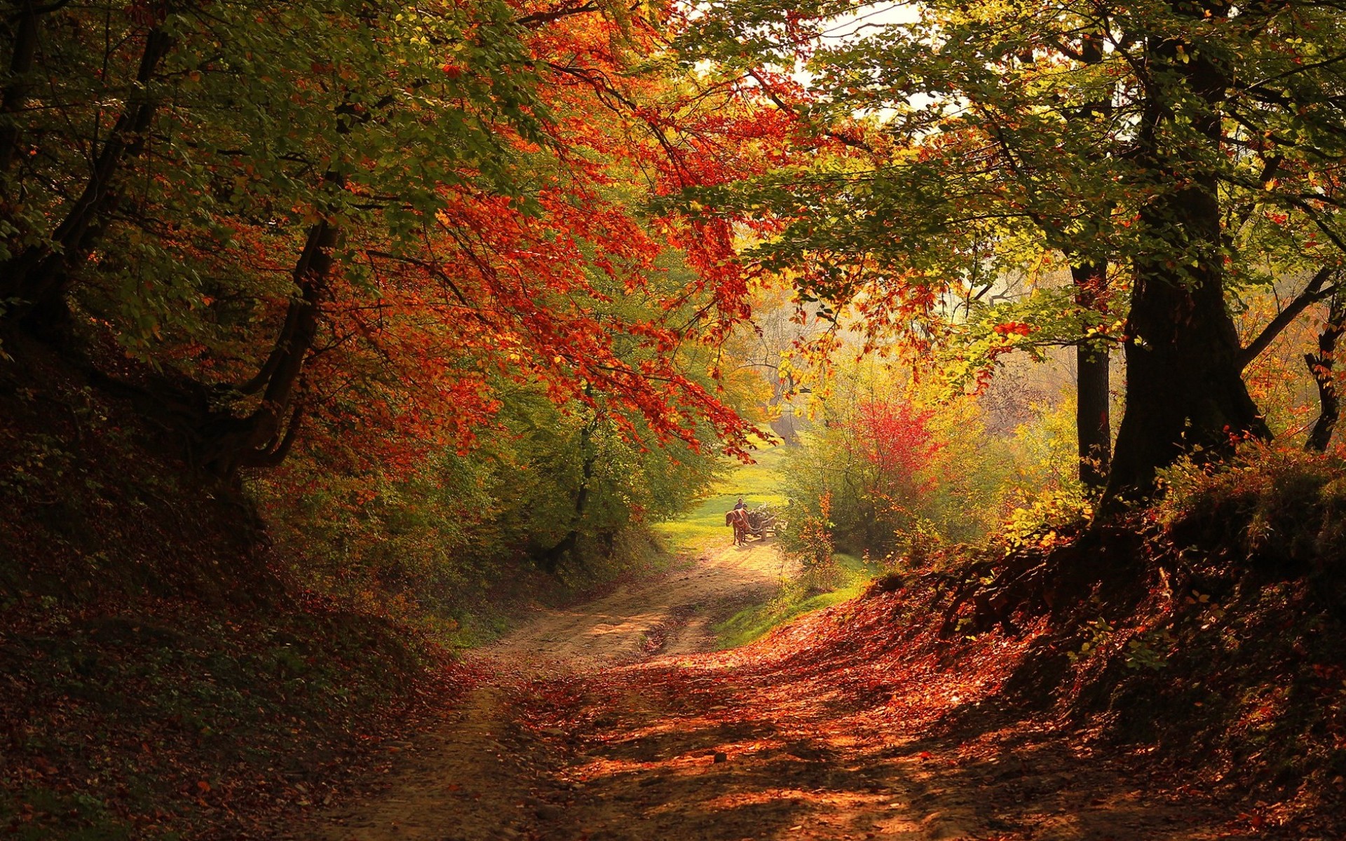Autumn Glow: A Serene Path Through Nature’s Fall Palette