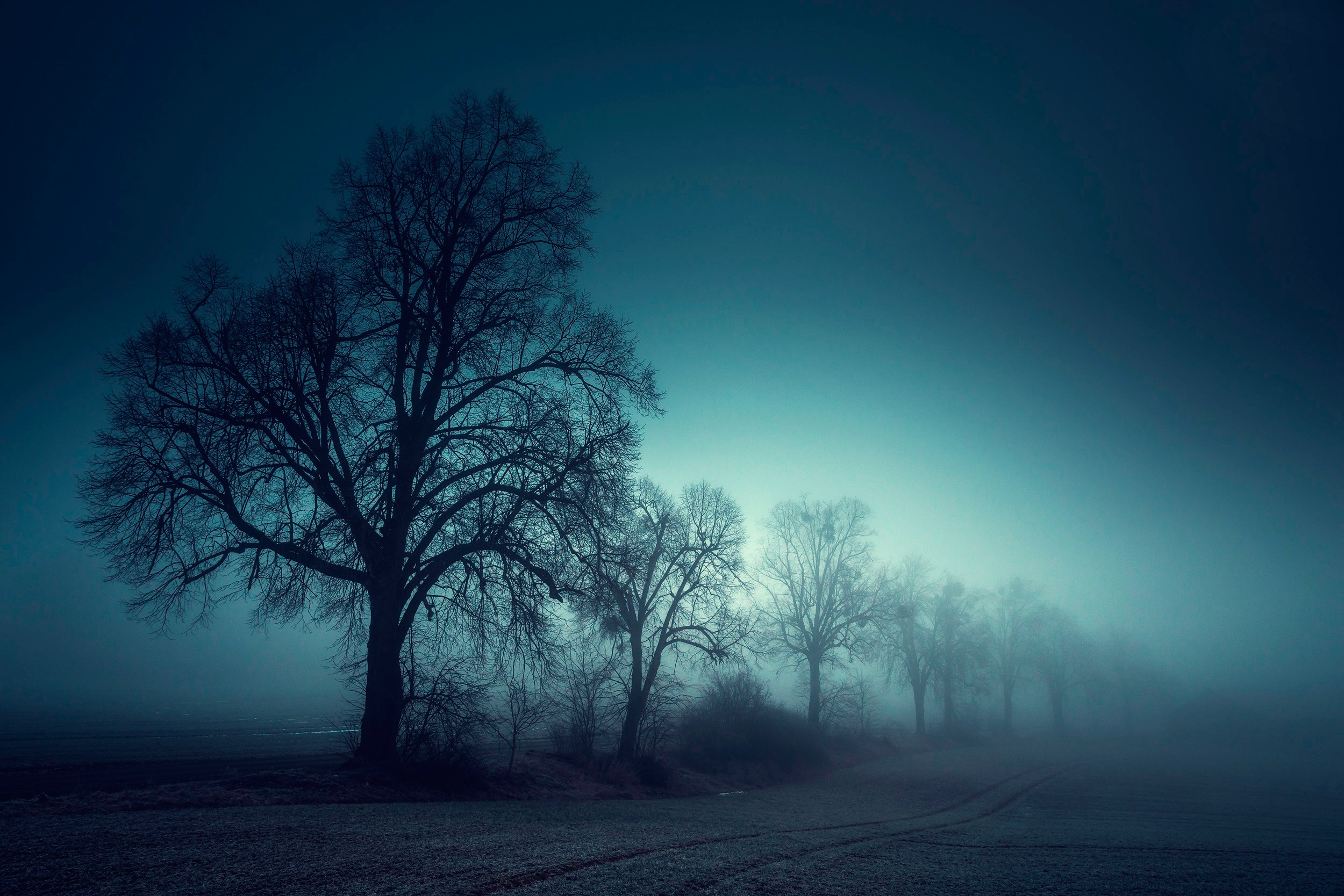 Download Nature Fog Image