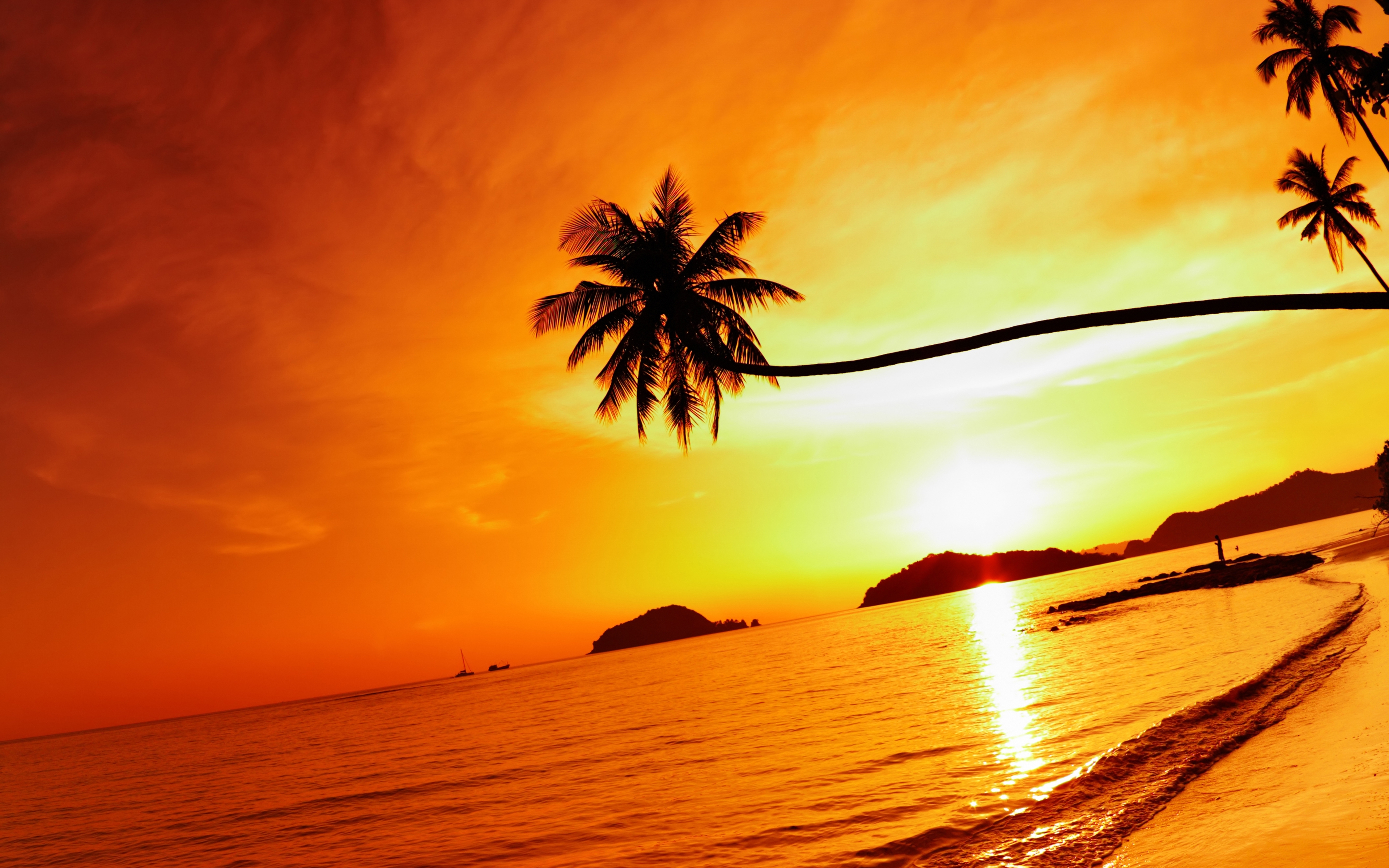 Download Nature Sunset Beach Palm Tree Ocean Image