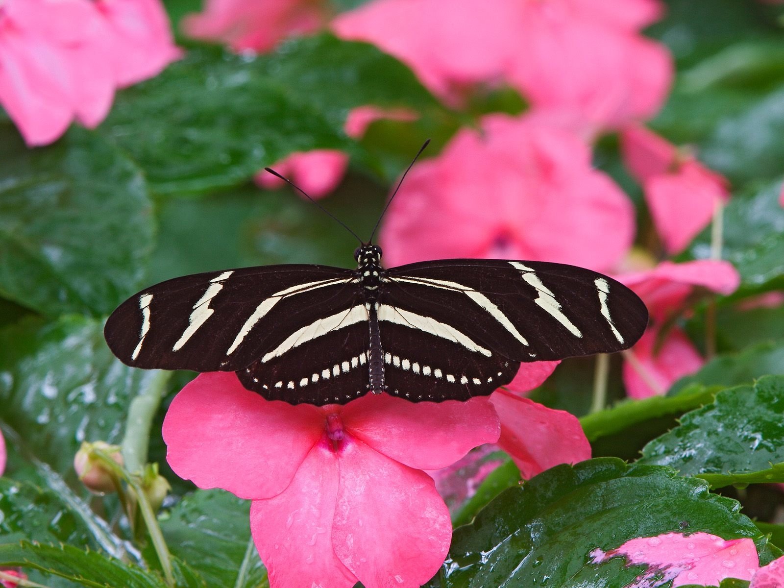 Graceful Butterfly Resting on Vibrant Blossoms