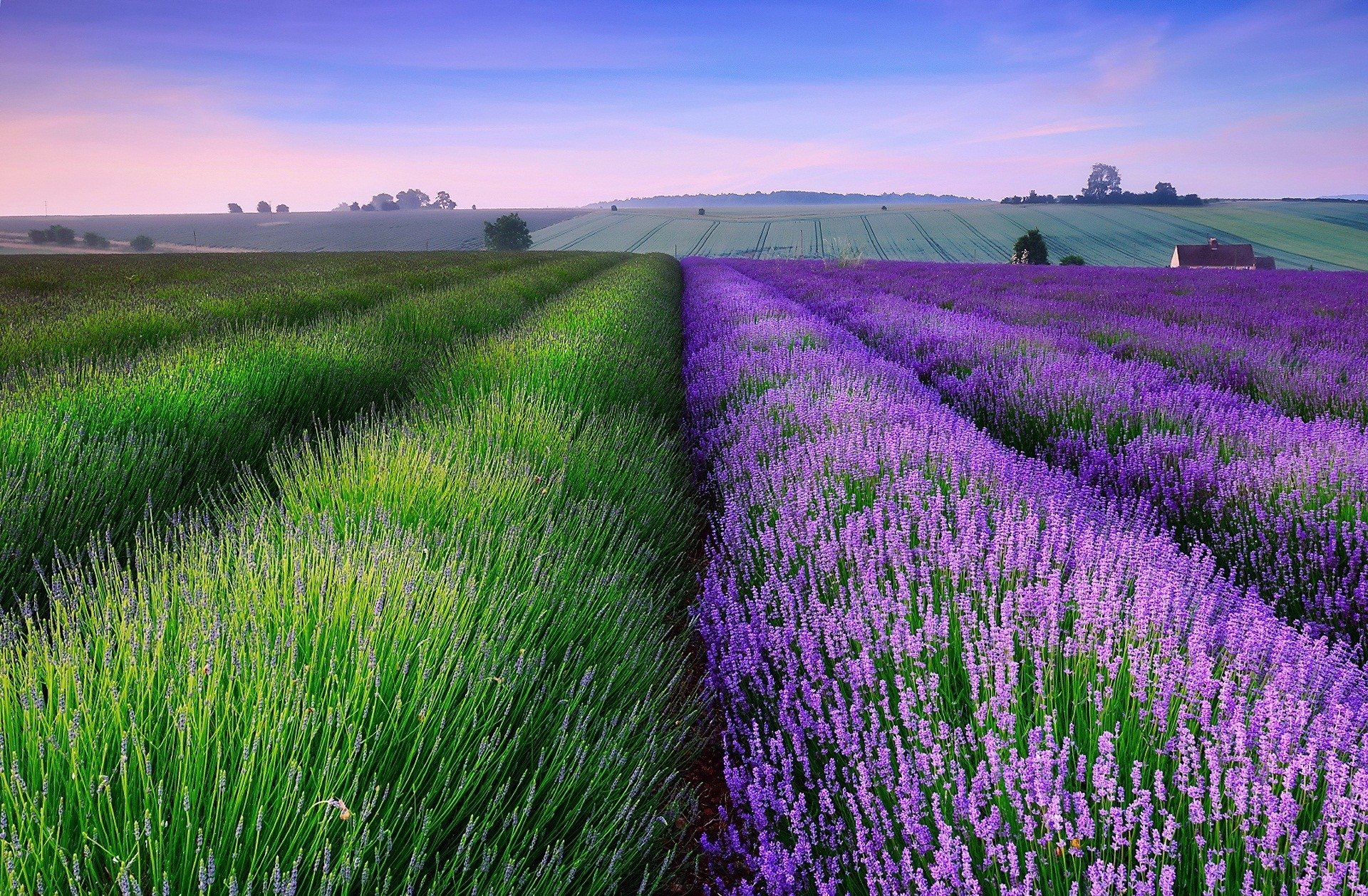 Lavender Image - ID: 283254 - Image Abyss