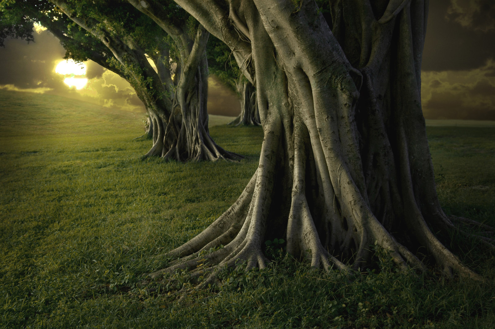 Download Nature Tree Image