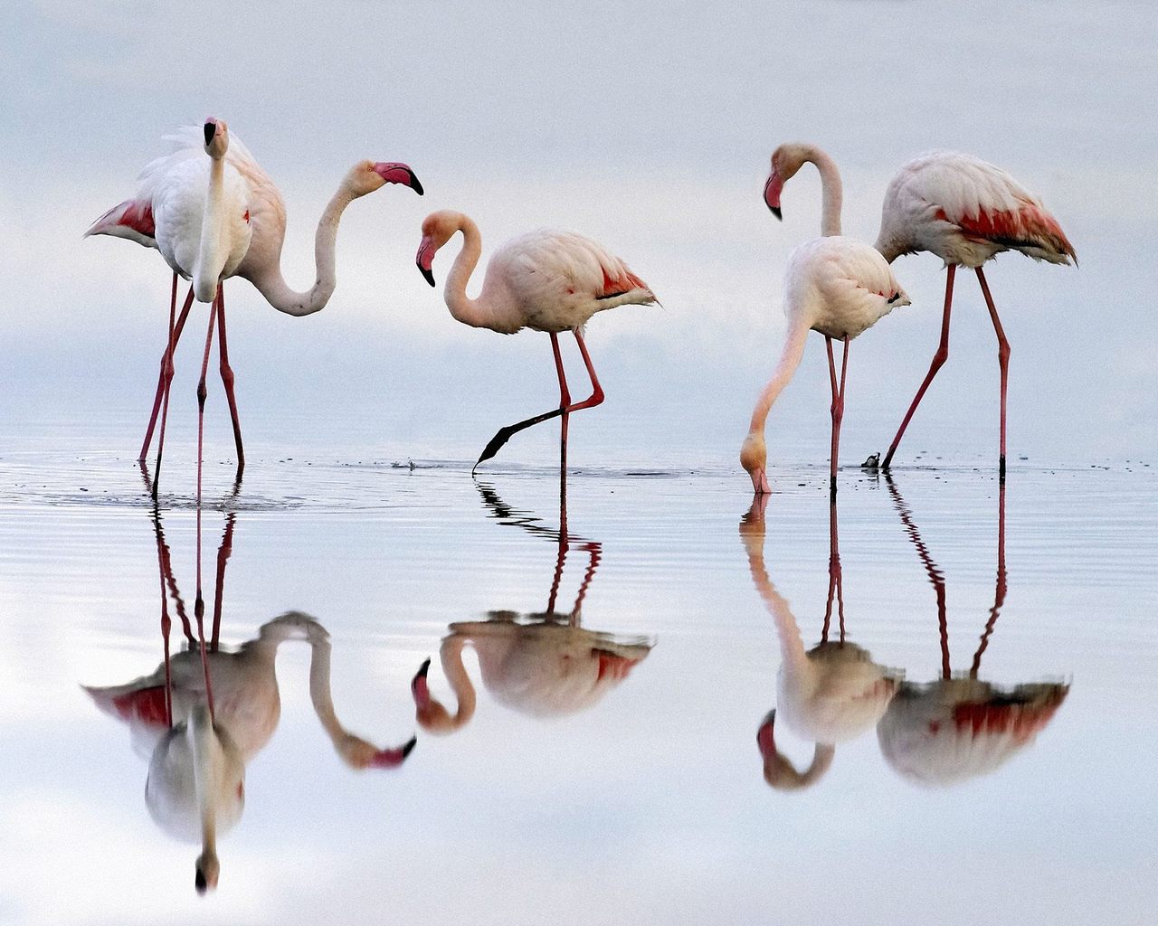 Flamingo Picture - Image Abyss