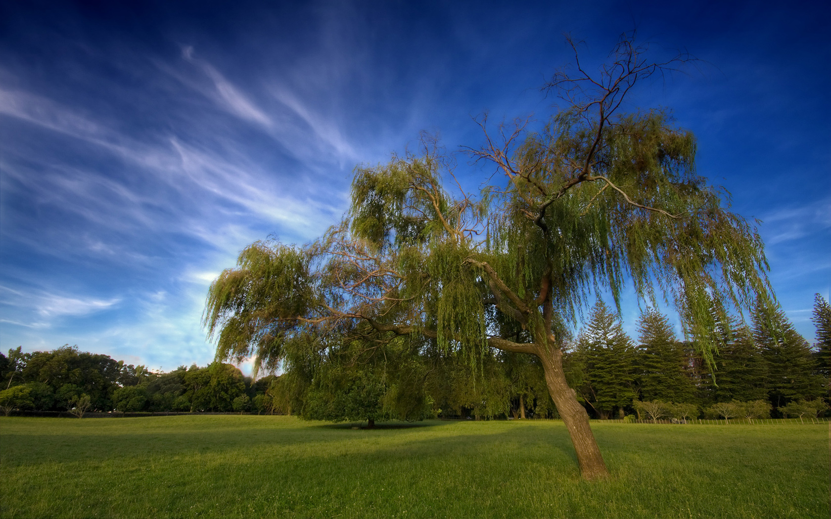 Tree Picture - Image Abyss