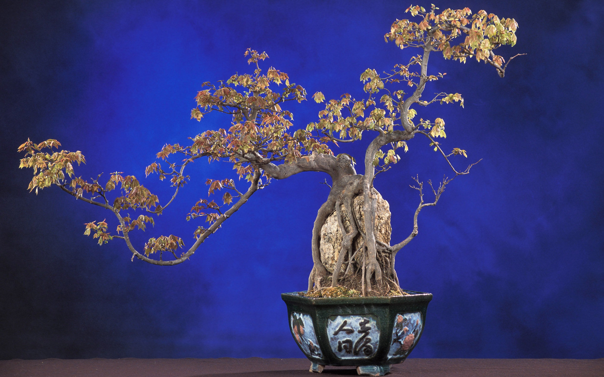 Nature's Elegance: A Serene Bonsai Masterpiece
