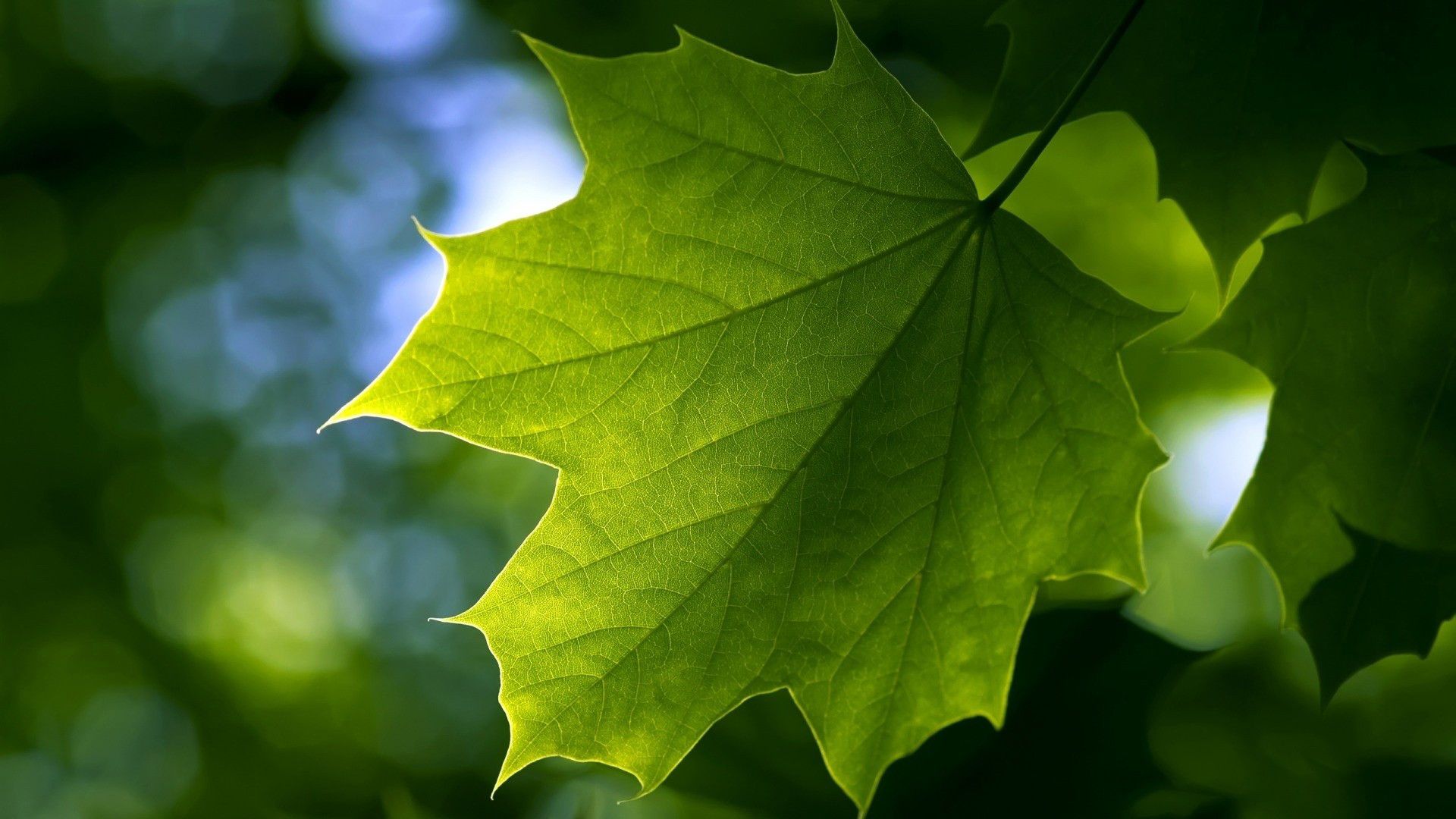 Download Nature Leaf Image