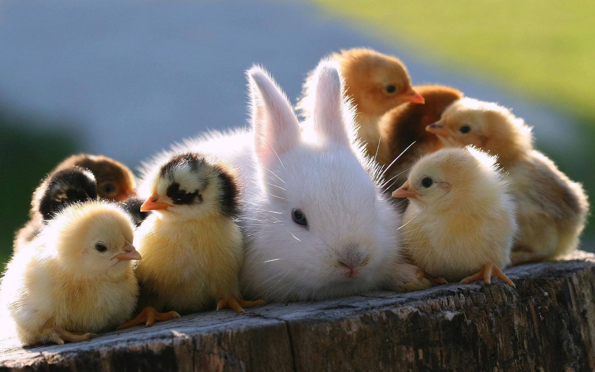 Cute Baby Animals: Adorable Rabbit and Chick Friends