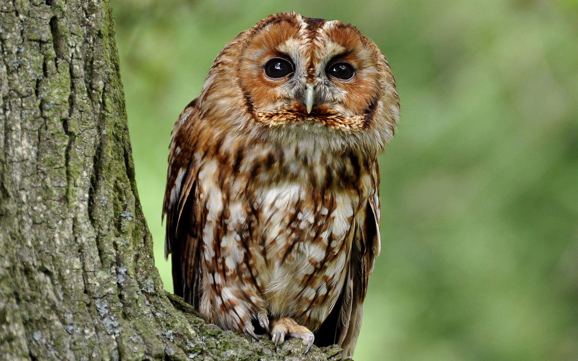 Download Animal Owl Image