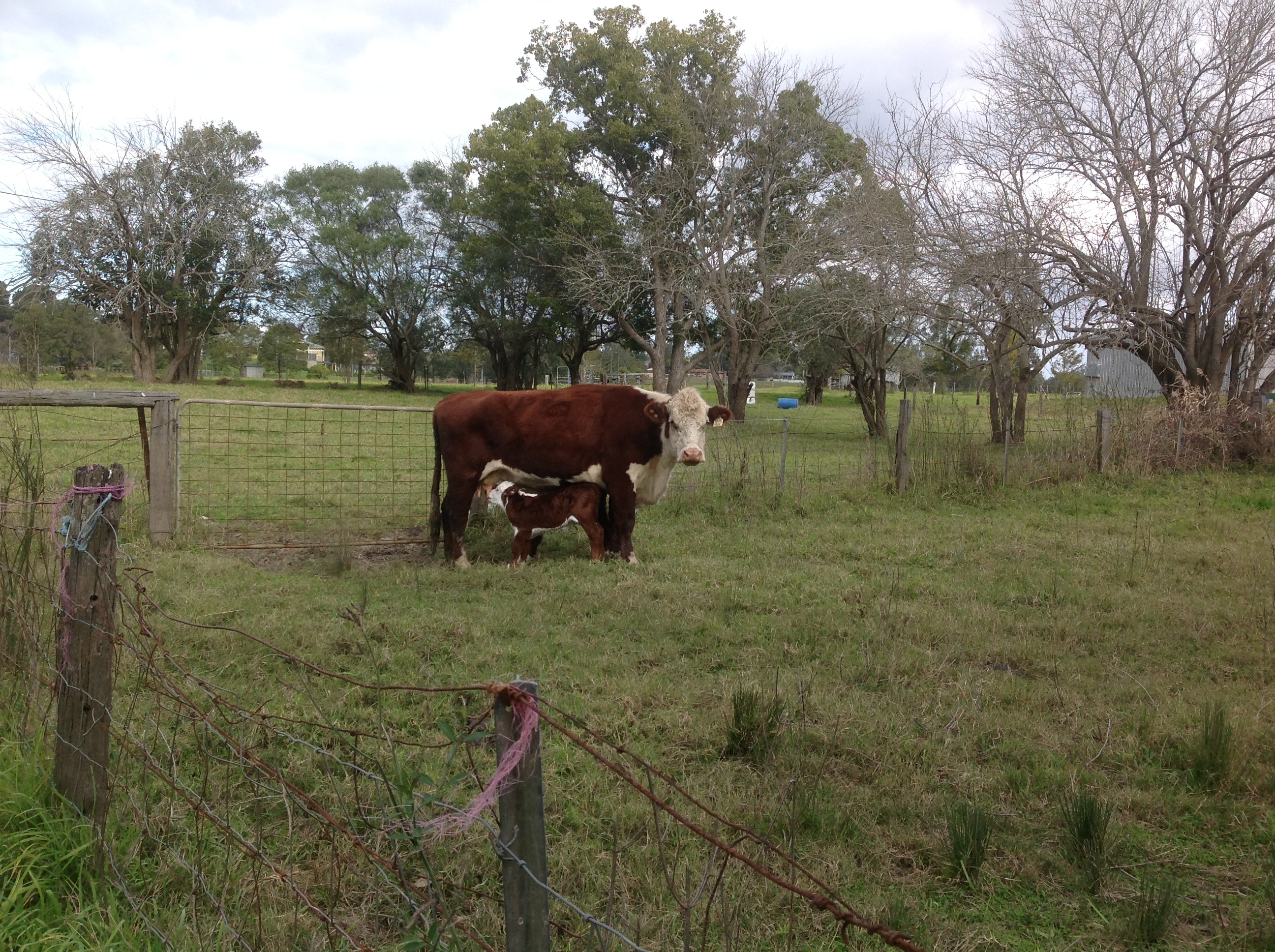 Twin Calves by jessowey