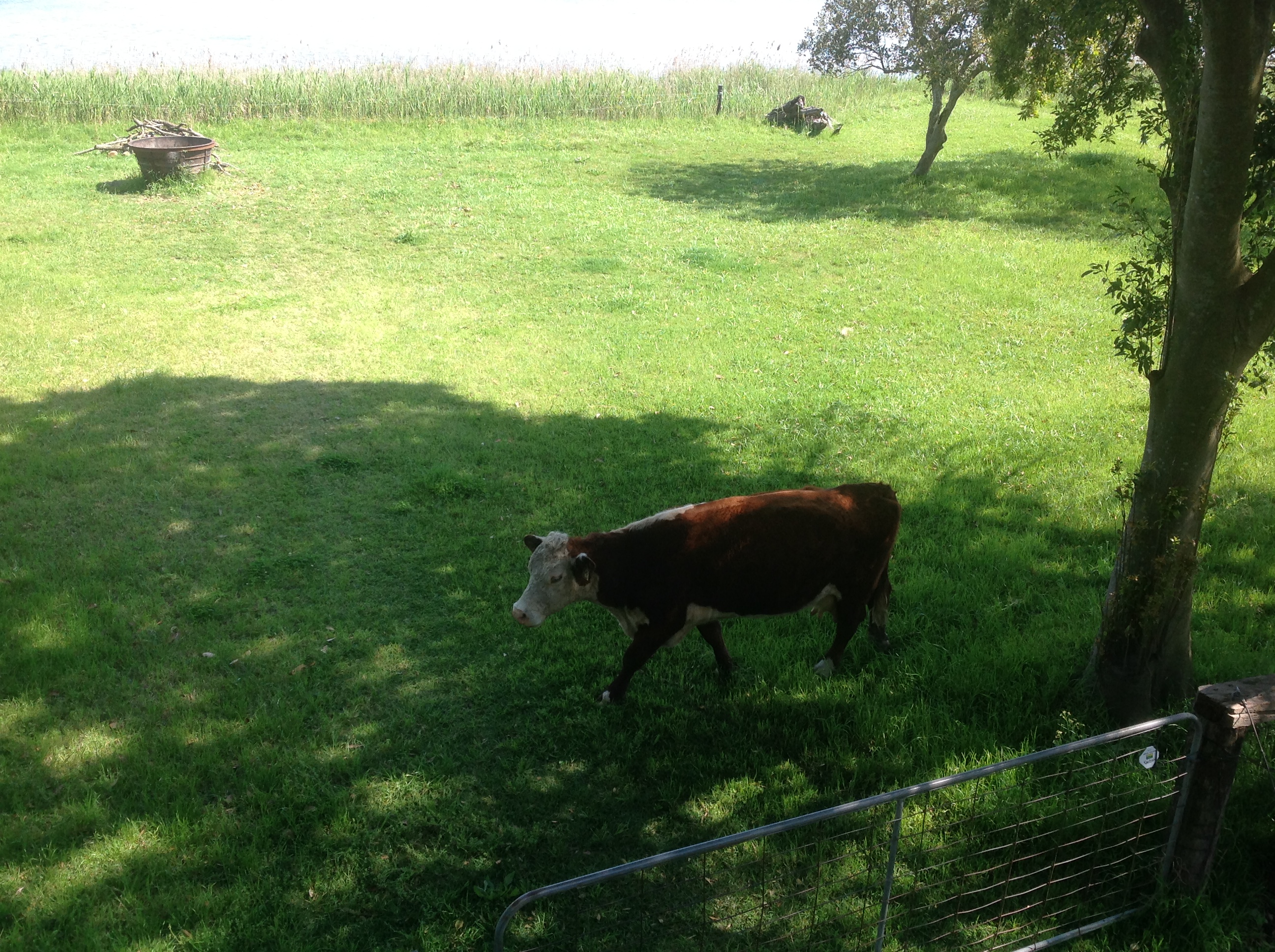 Rosy by jessowey - Image Abyss