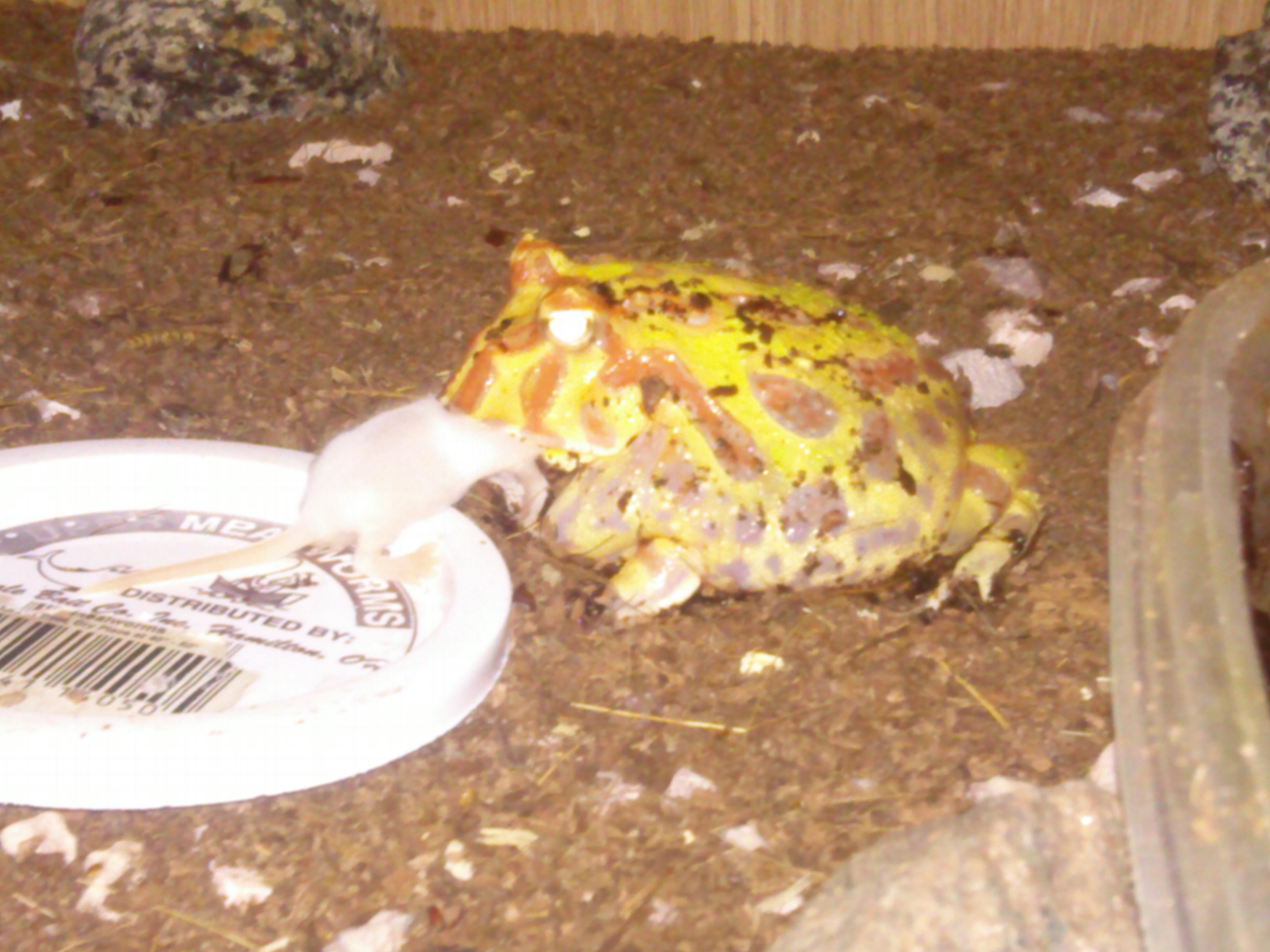 Download Animal Pac-man Frog Image