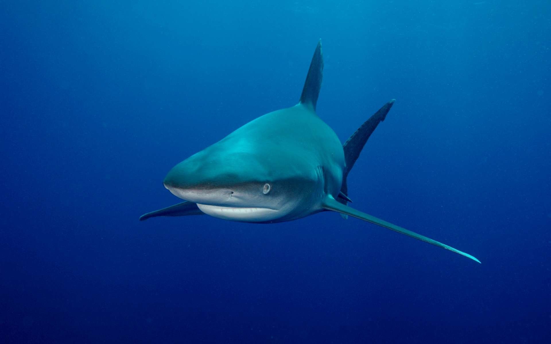 Majestic Ocean Predator: The Silent Shark