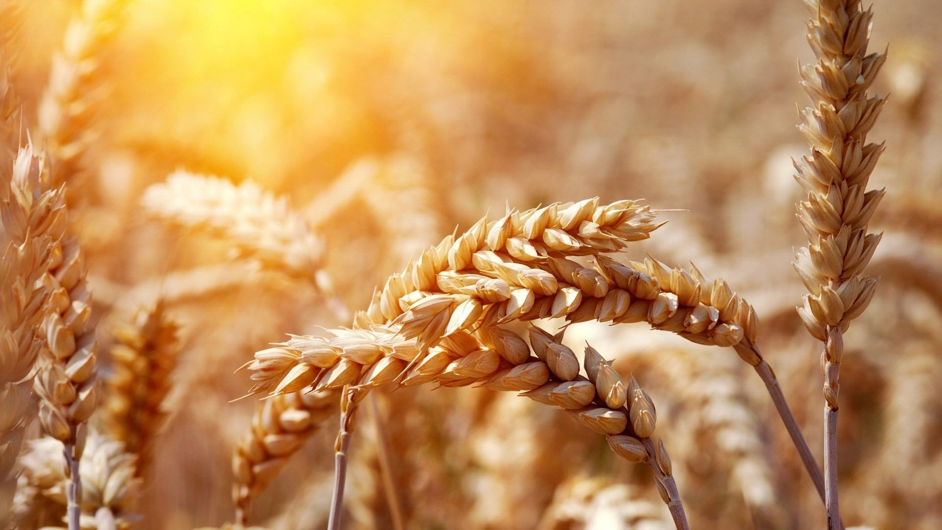 Wheat Picture - Image Abyss