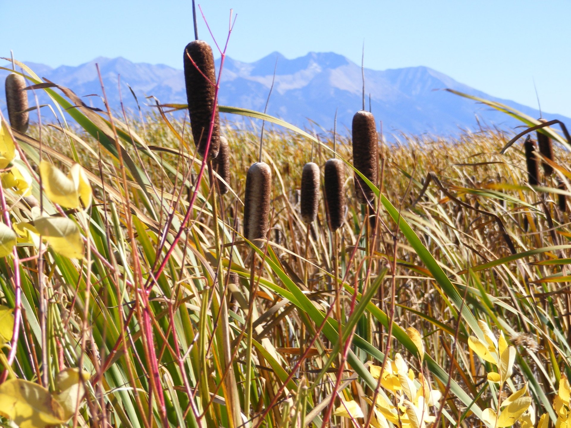 Cattails - Desktop Wallpapers, Phone Wallpaper, PFP, Gifs, and More!