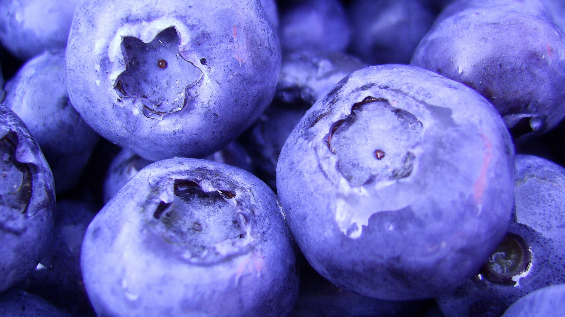 Blueberry Picture - Image Abyss