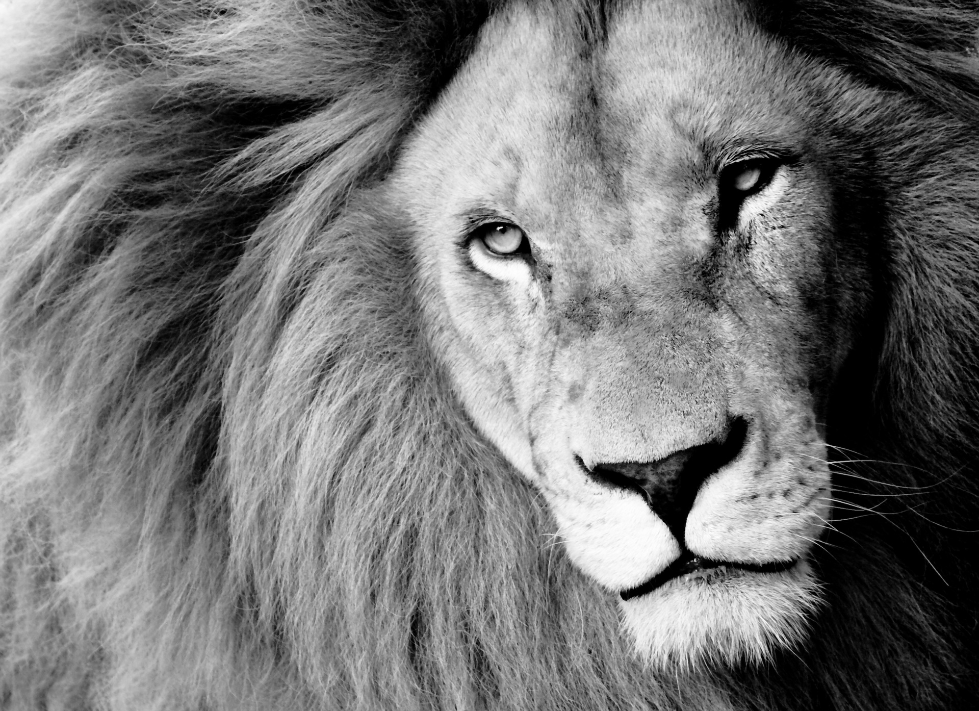 Download Animal Lion Image