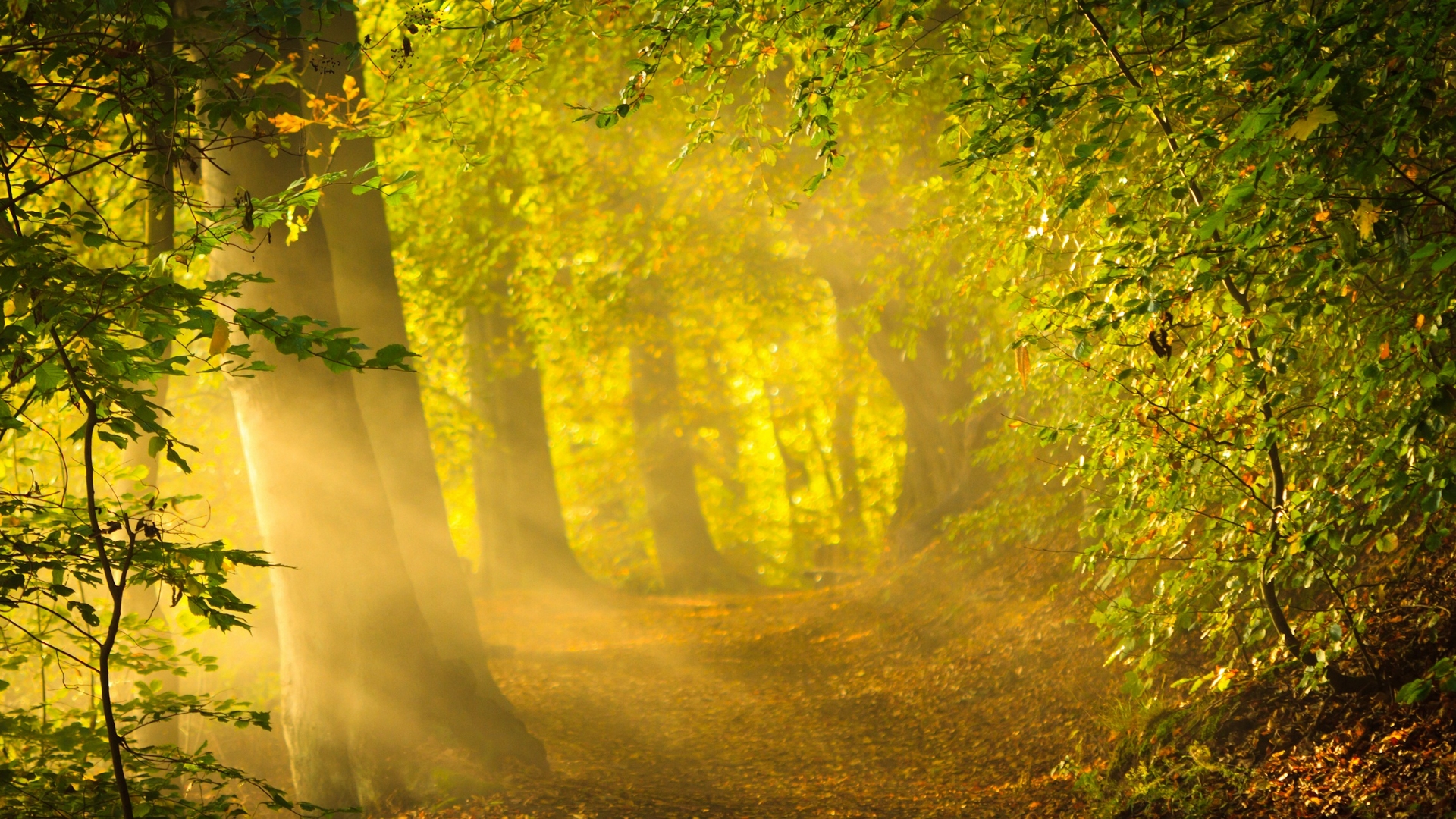 Download Leaf Forest Tree Path Nature Sunbeam Image