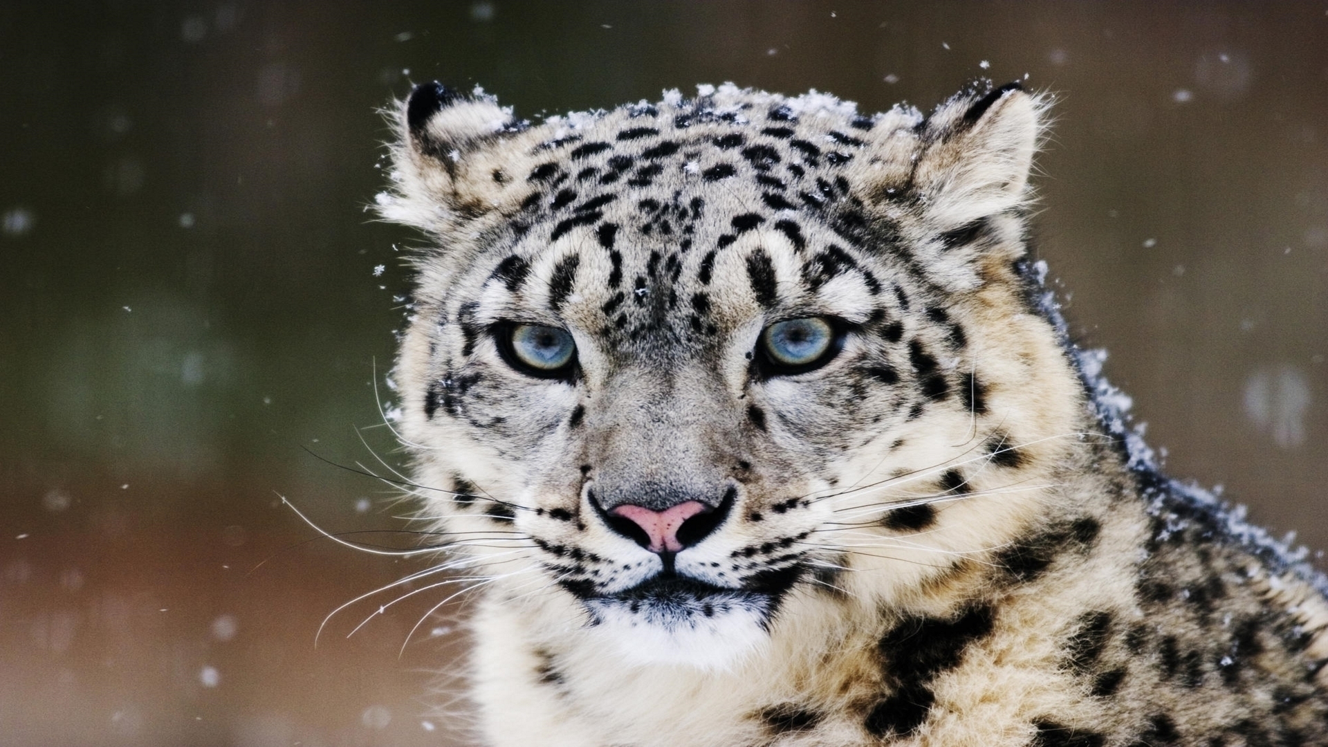 Snow Leopard Full View
