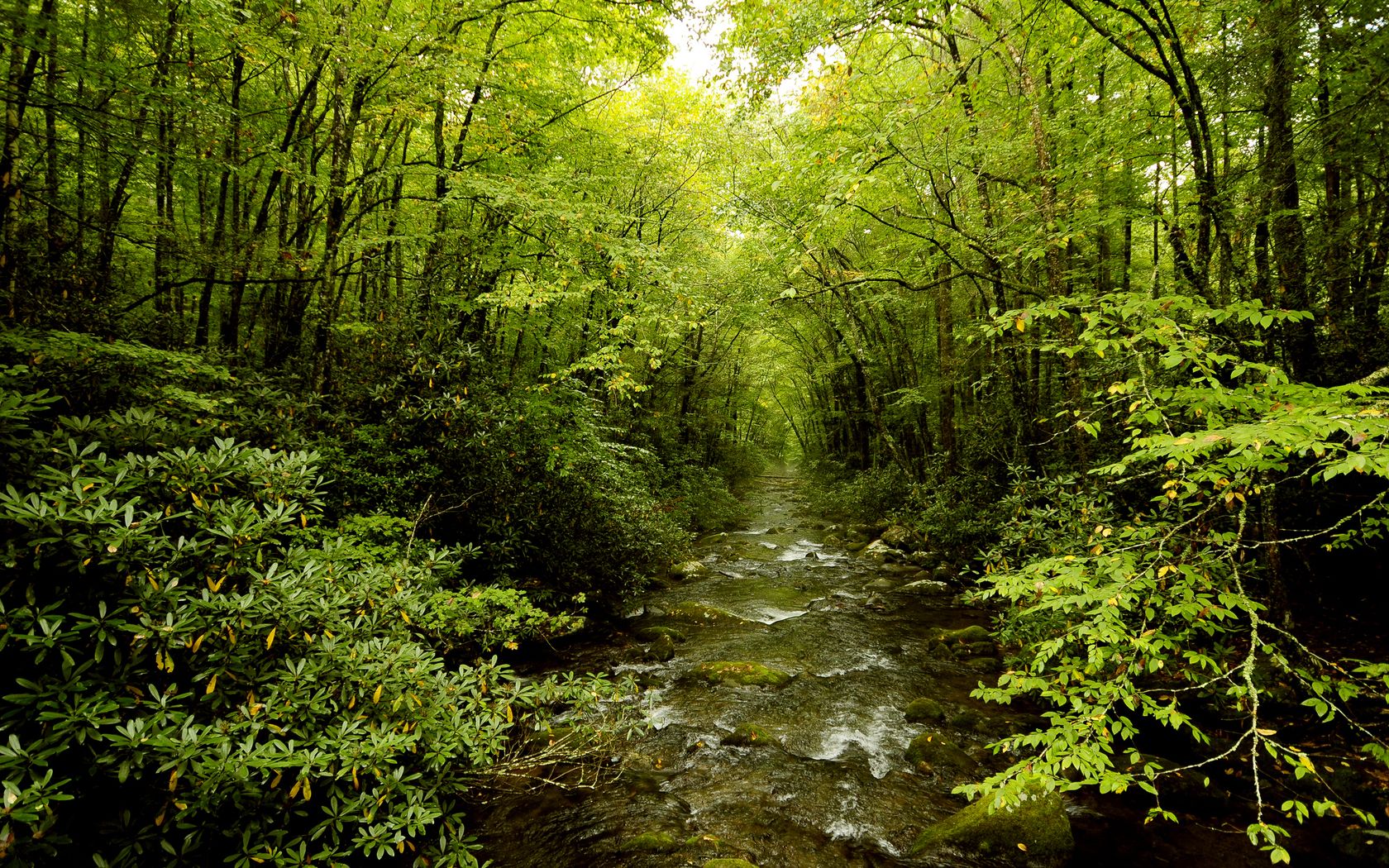 Serenity in Nature: A Tranquil Stream