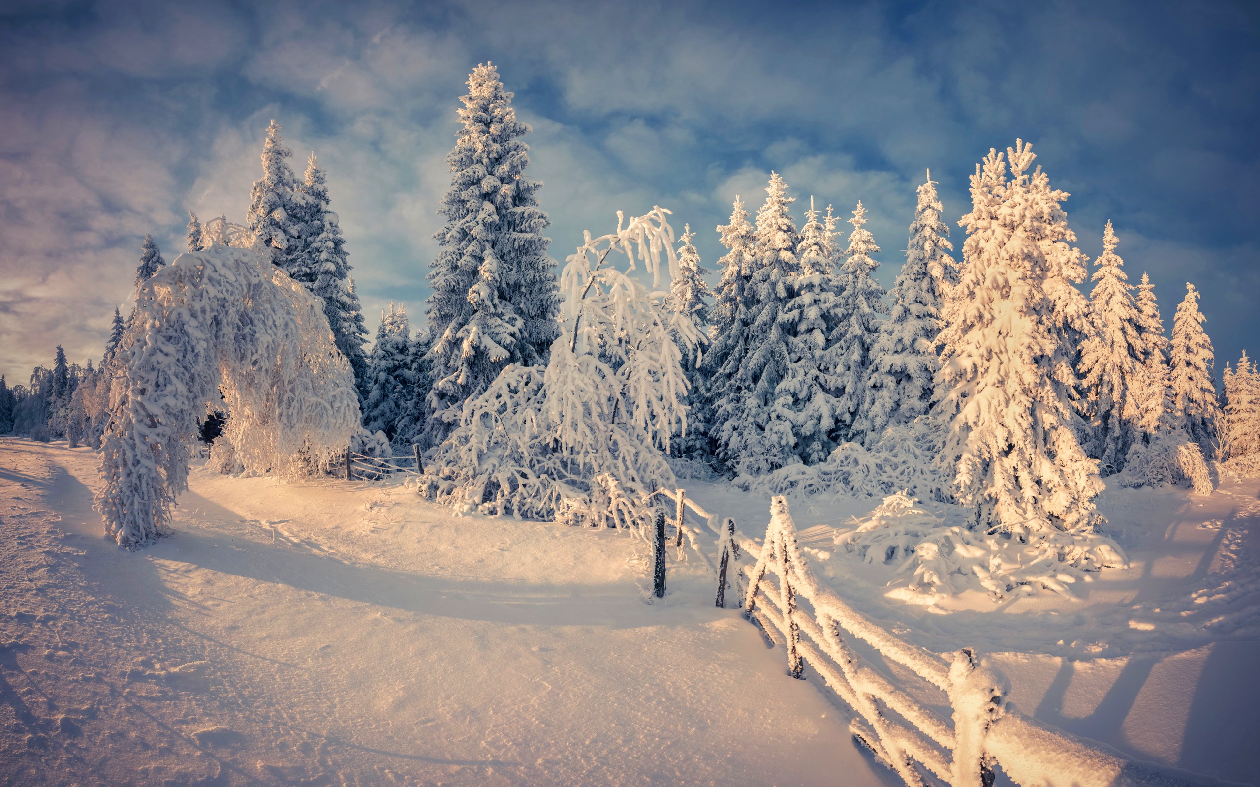 Download Photography Winter Image