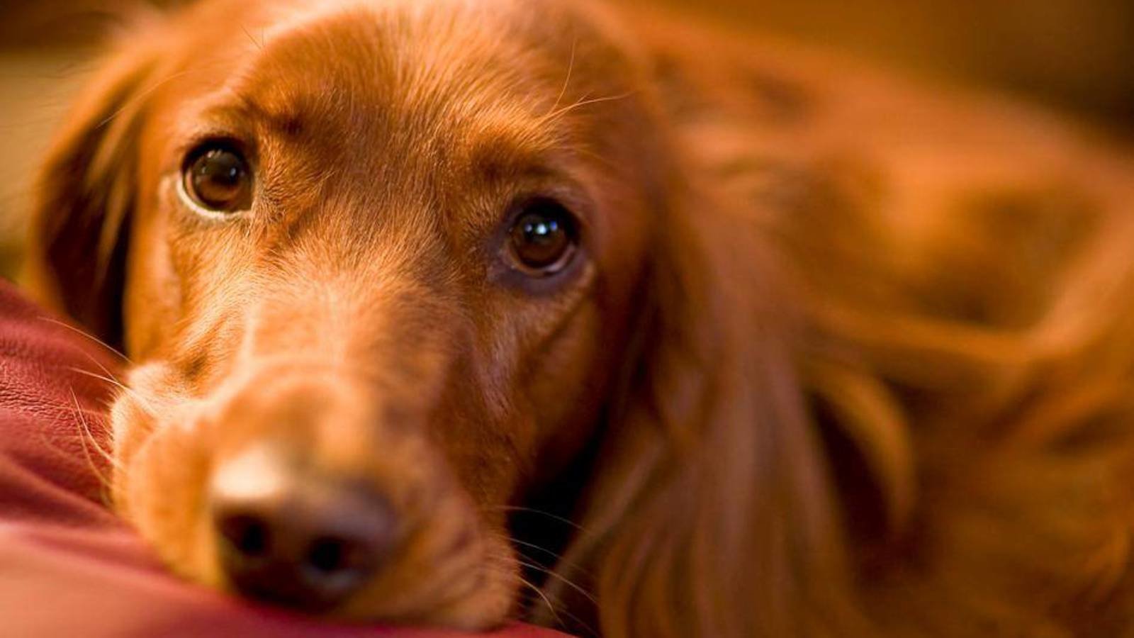 Heartfelt Moments with a Loyal Canine Friend