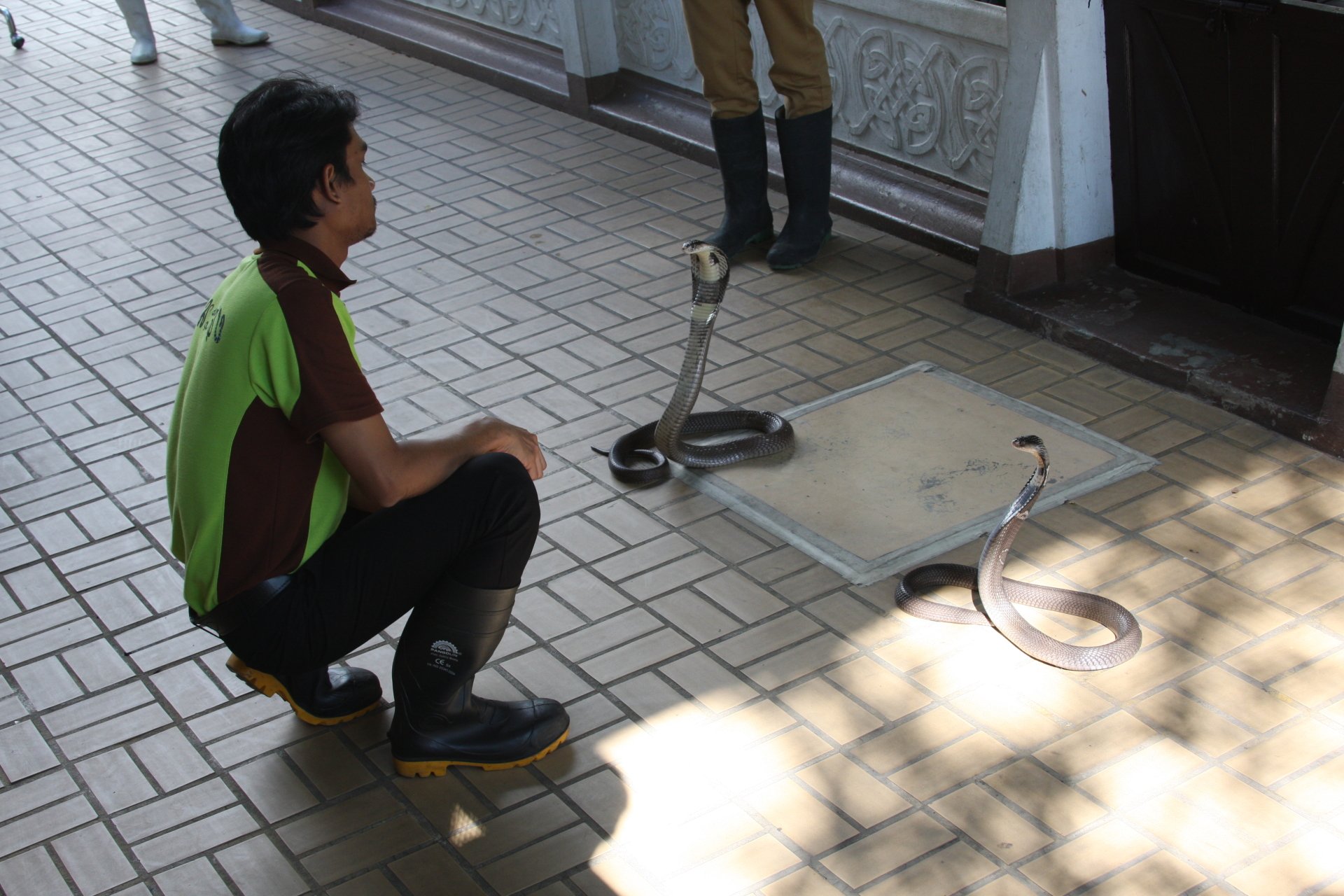 Cobra - Desktop Wallpapers, Phone Wallpaper, PFP, Gifs, and More!