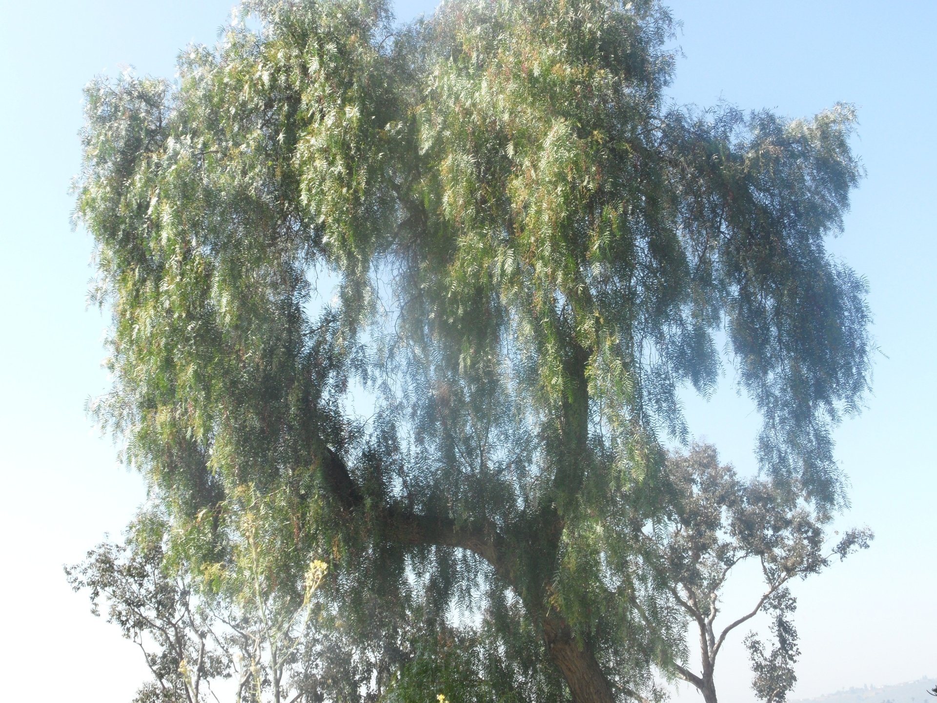 Download Nature Tree Image