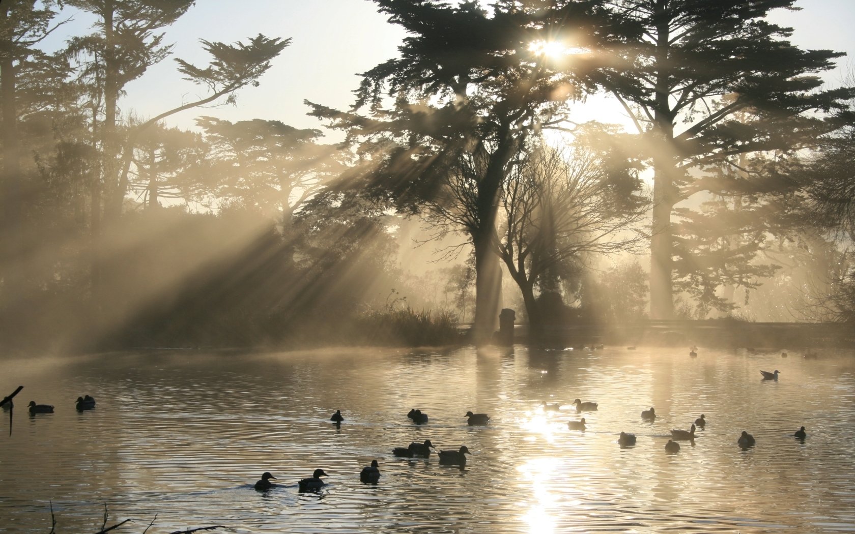 Download Sunbeam Animal Duck Image