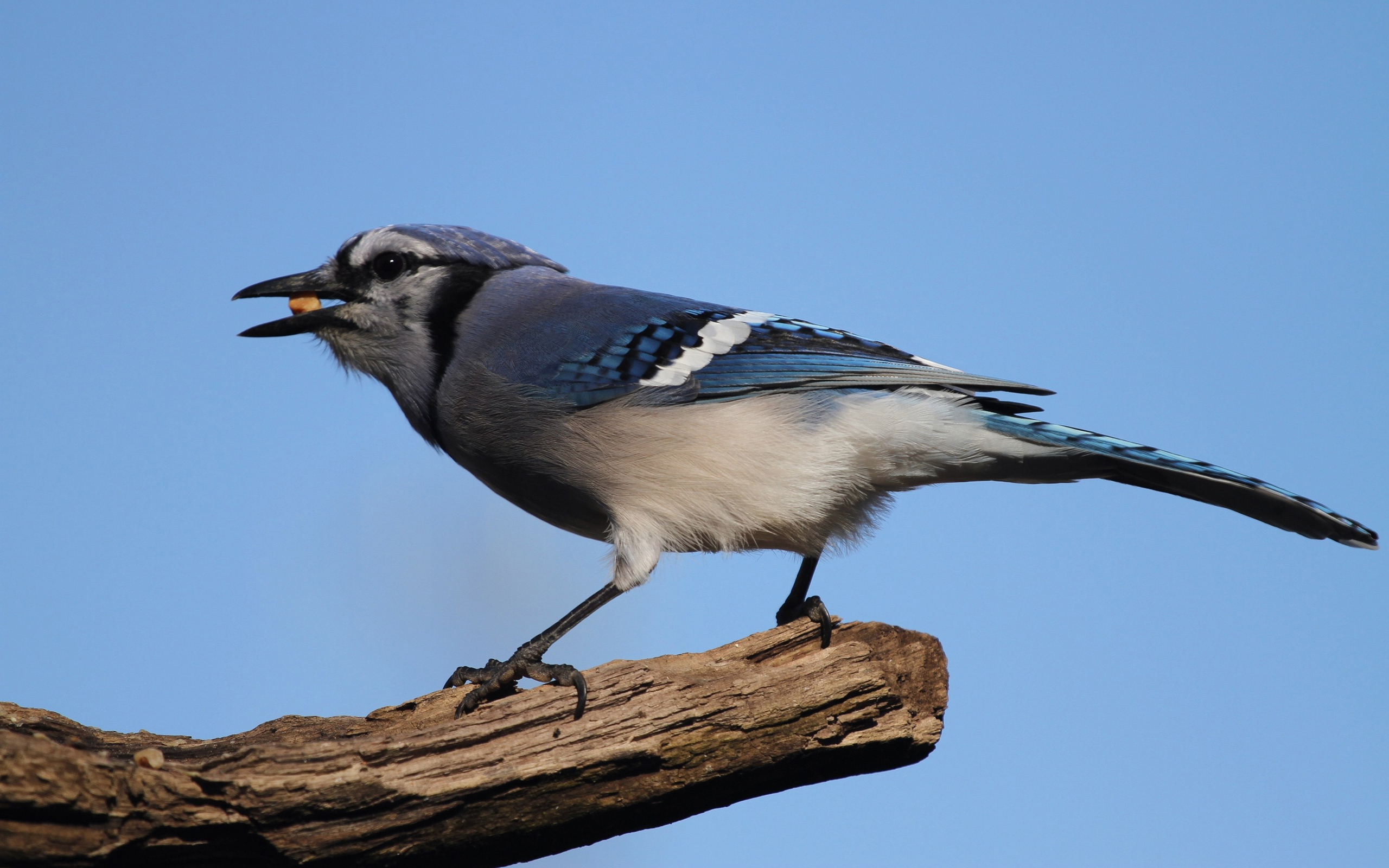 Blue Jay Picture - Image Abyss
