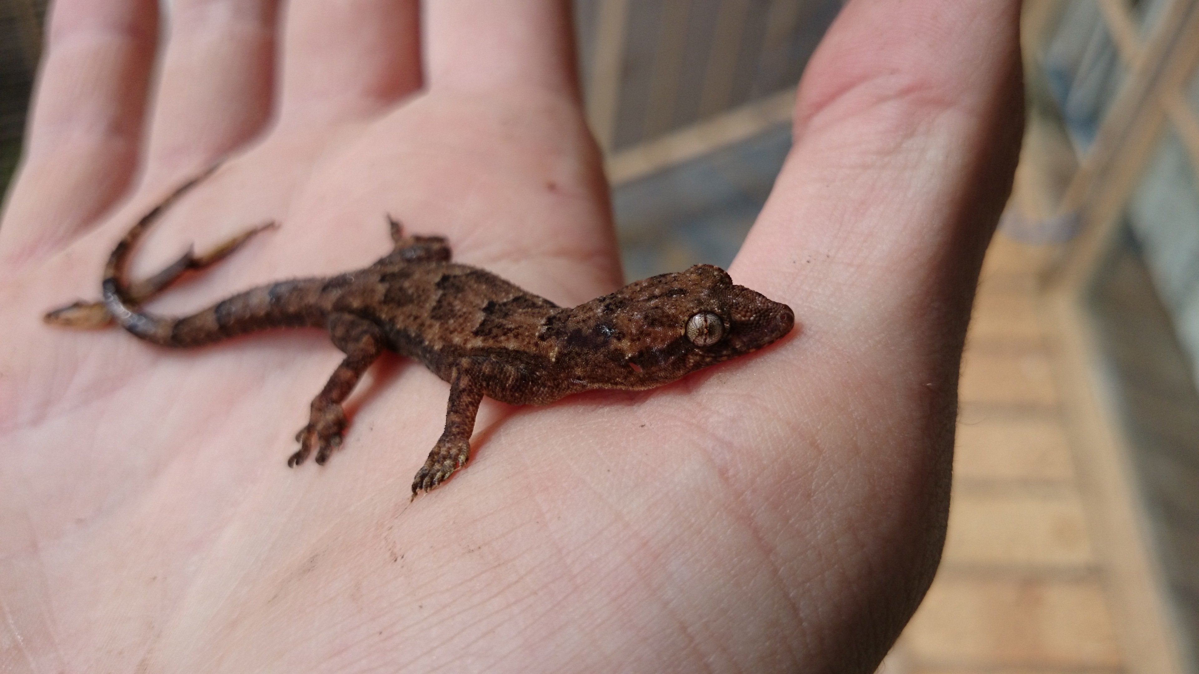 gecko-lizard by Cole_C