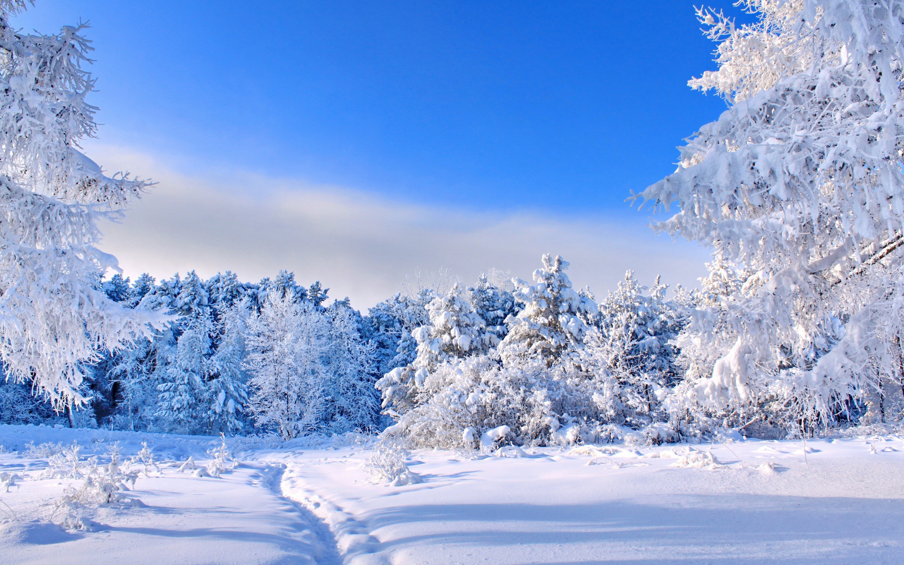 Download Tree Forest Snow Nature Winter Image