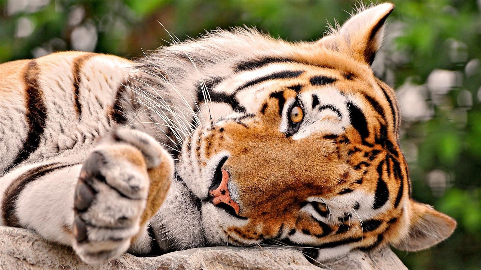Beautiful Tiger - Image Abyss