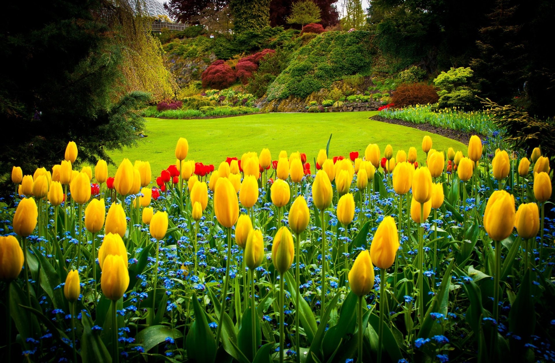 Vibrant Tulip Garden in Full Bloom