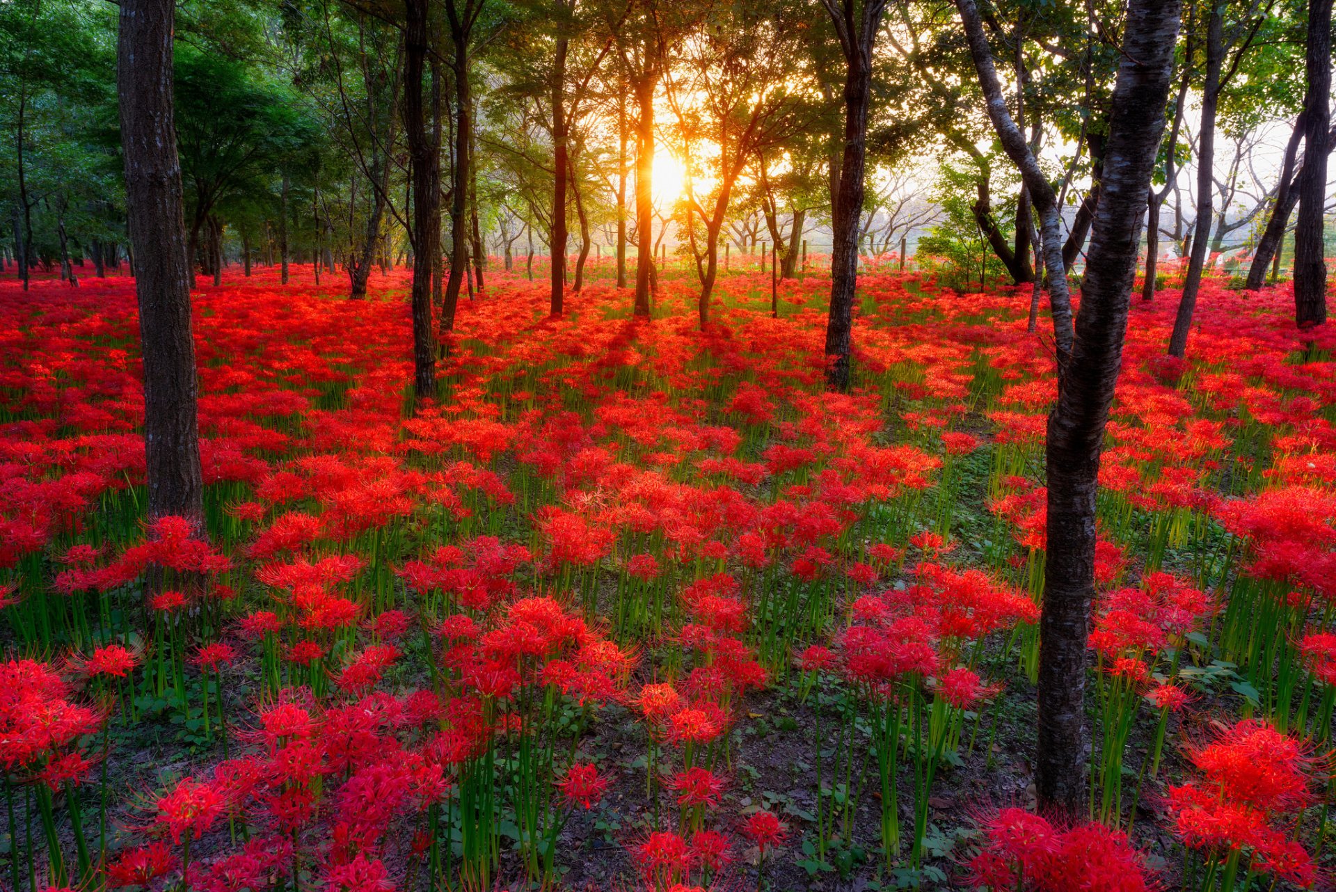 Red Flowers in the Forest - Image Abyss