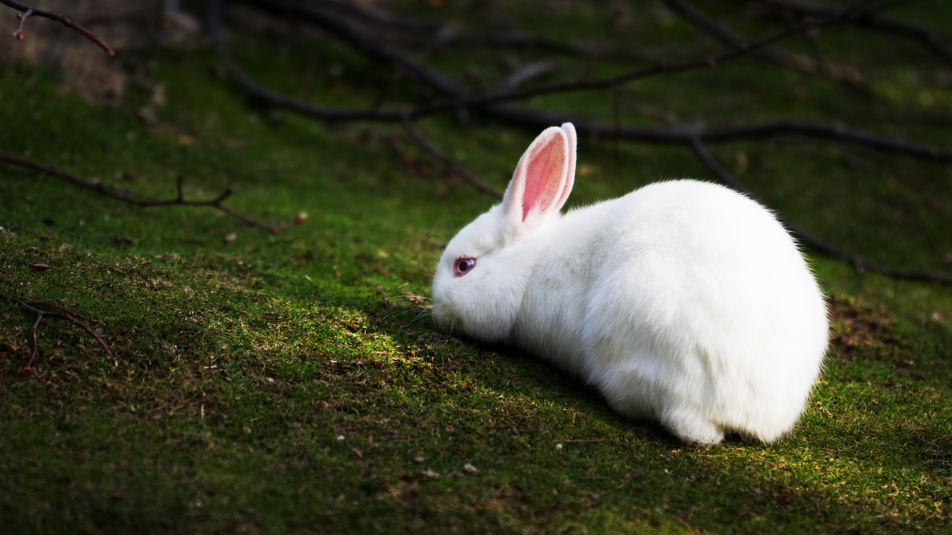 Rabbit Picture - Image Abyss
