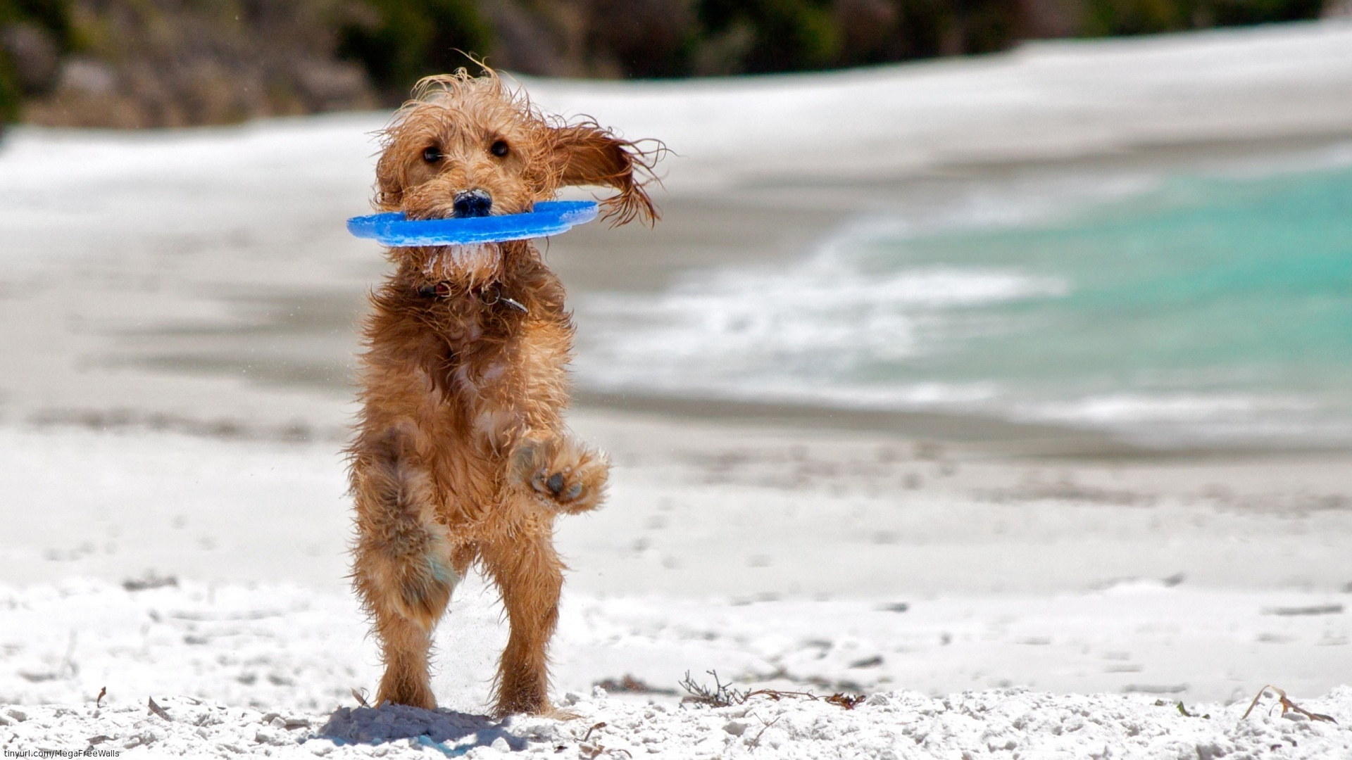 Download Beach Sand Cute Animal Dog Image